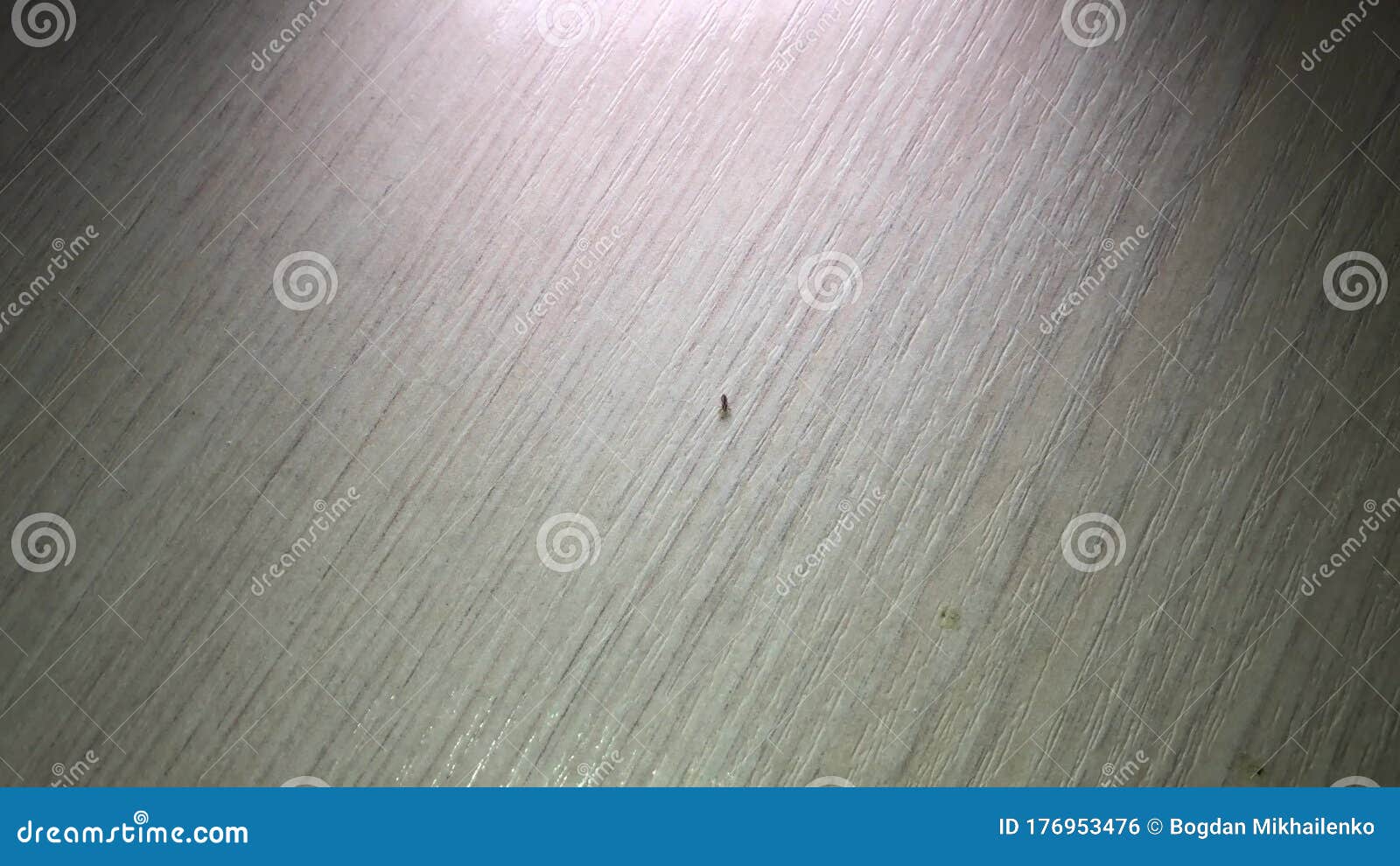 Head Lice are a Human Parasite Stock Footage - Video of louse, human ...