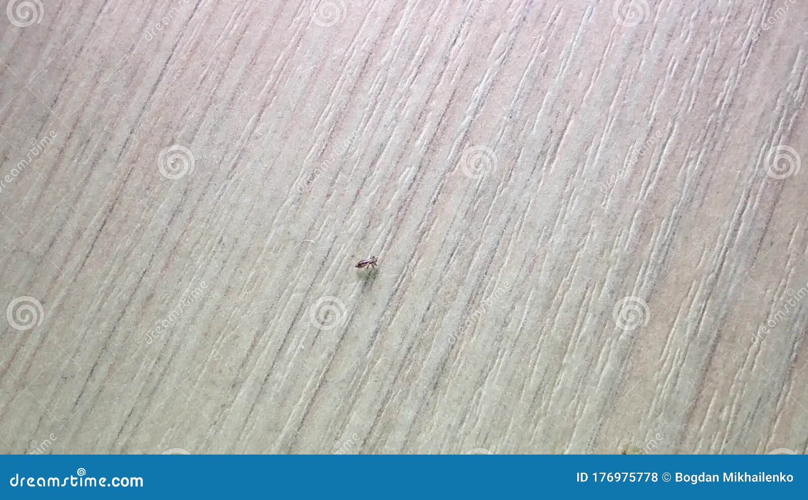 Head Lice are a Human Parasite Stock Footage - Video of wood, parasite ...