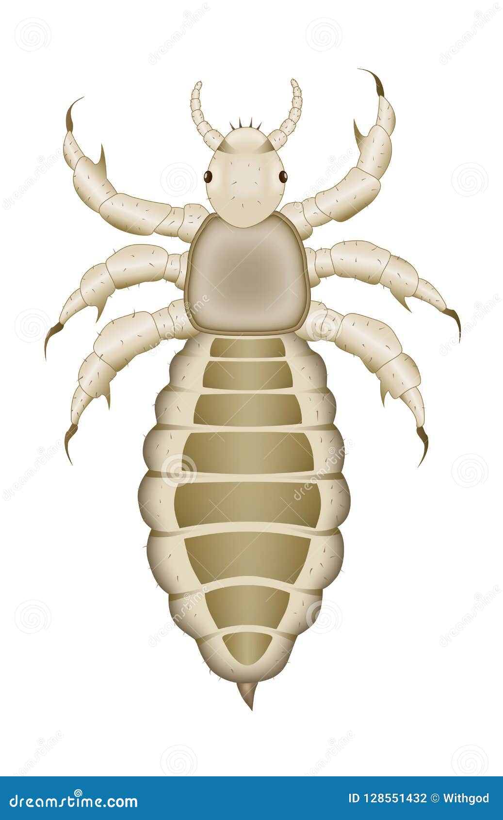 Head Louse Illustration Top View Stock Illustration - Illustration of ...