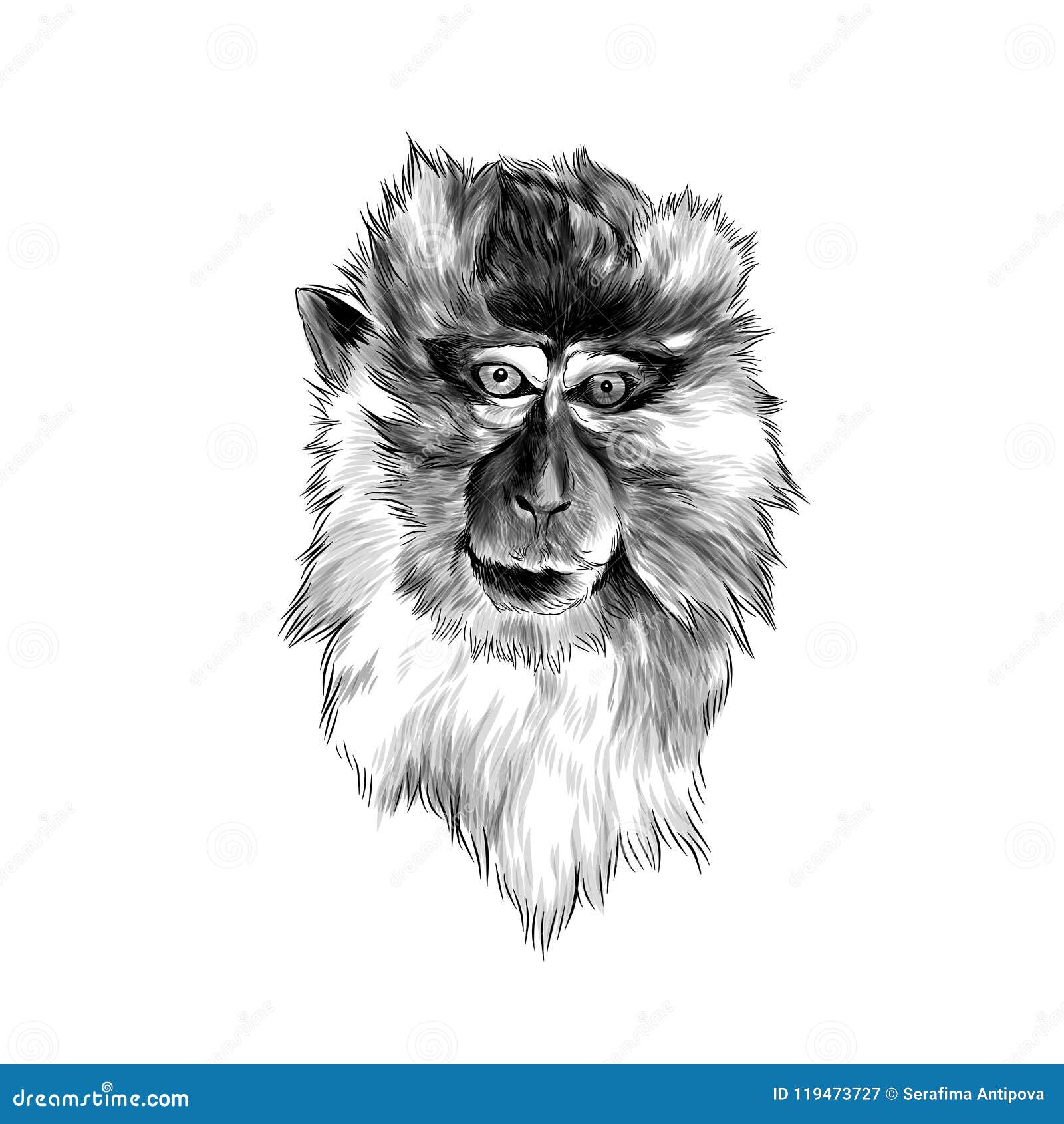 Head Of Macaque In Full Face On White Background Stock Vector Illustration Of Isolated Doodle