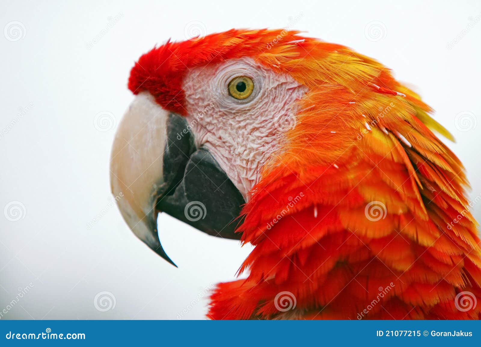 Head of macaw stock image. Image of macao, gaze, environment - 21077215