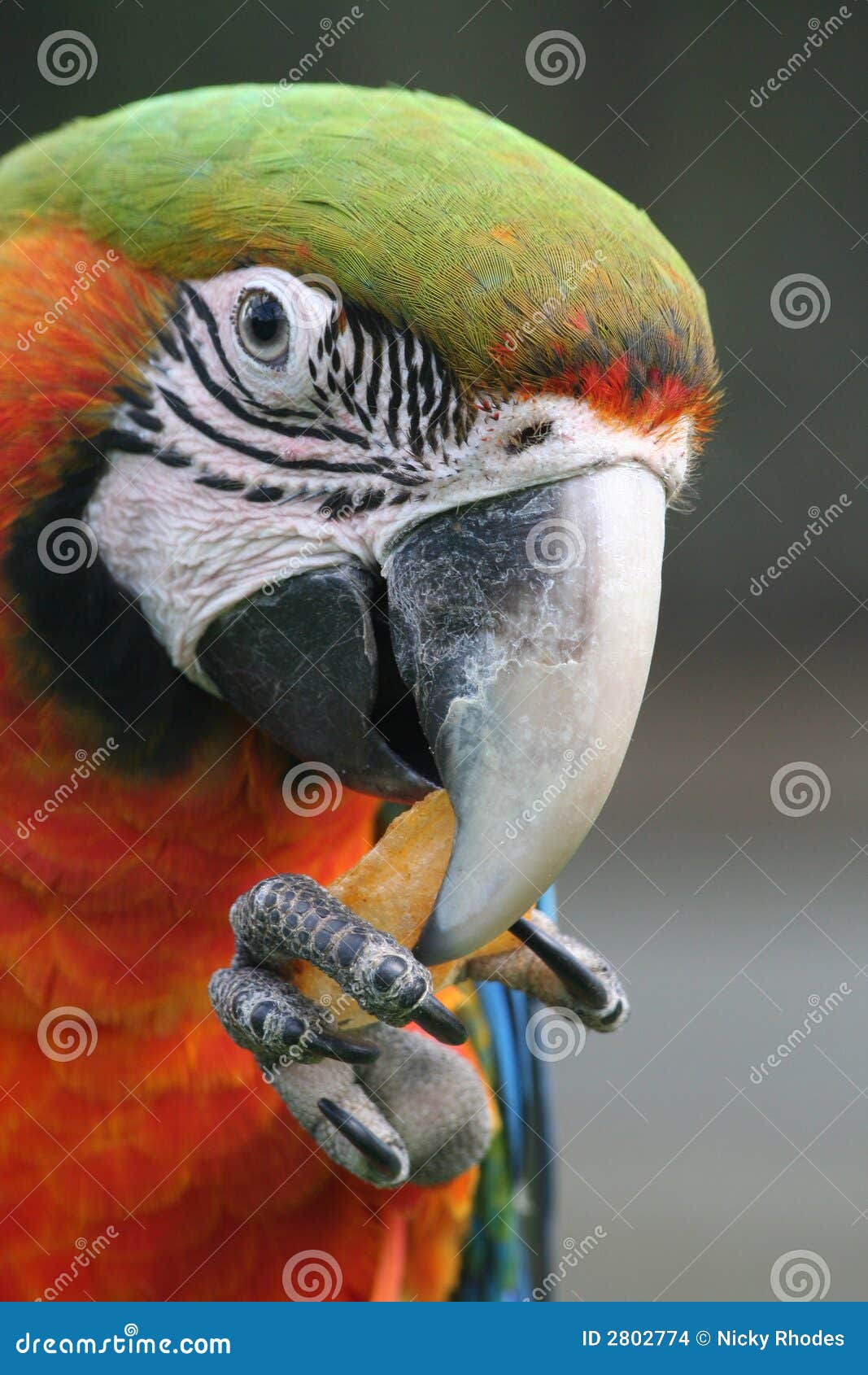 Head of a macaw parrot stock photo. Image of tropical - 2802774
