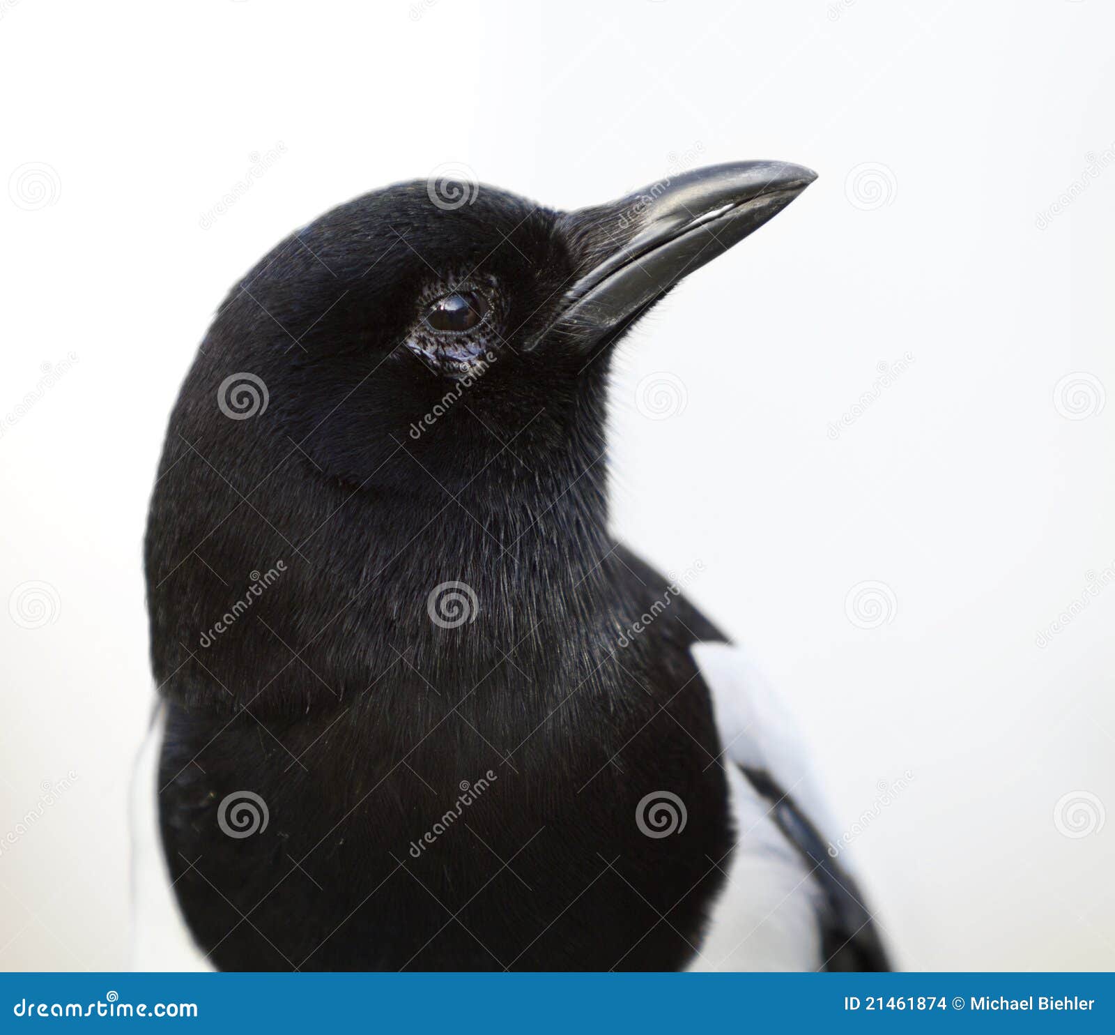 Head of magpie stock photo. Image of beak, wing, feather - 21461874