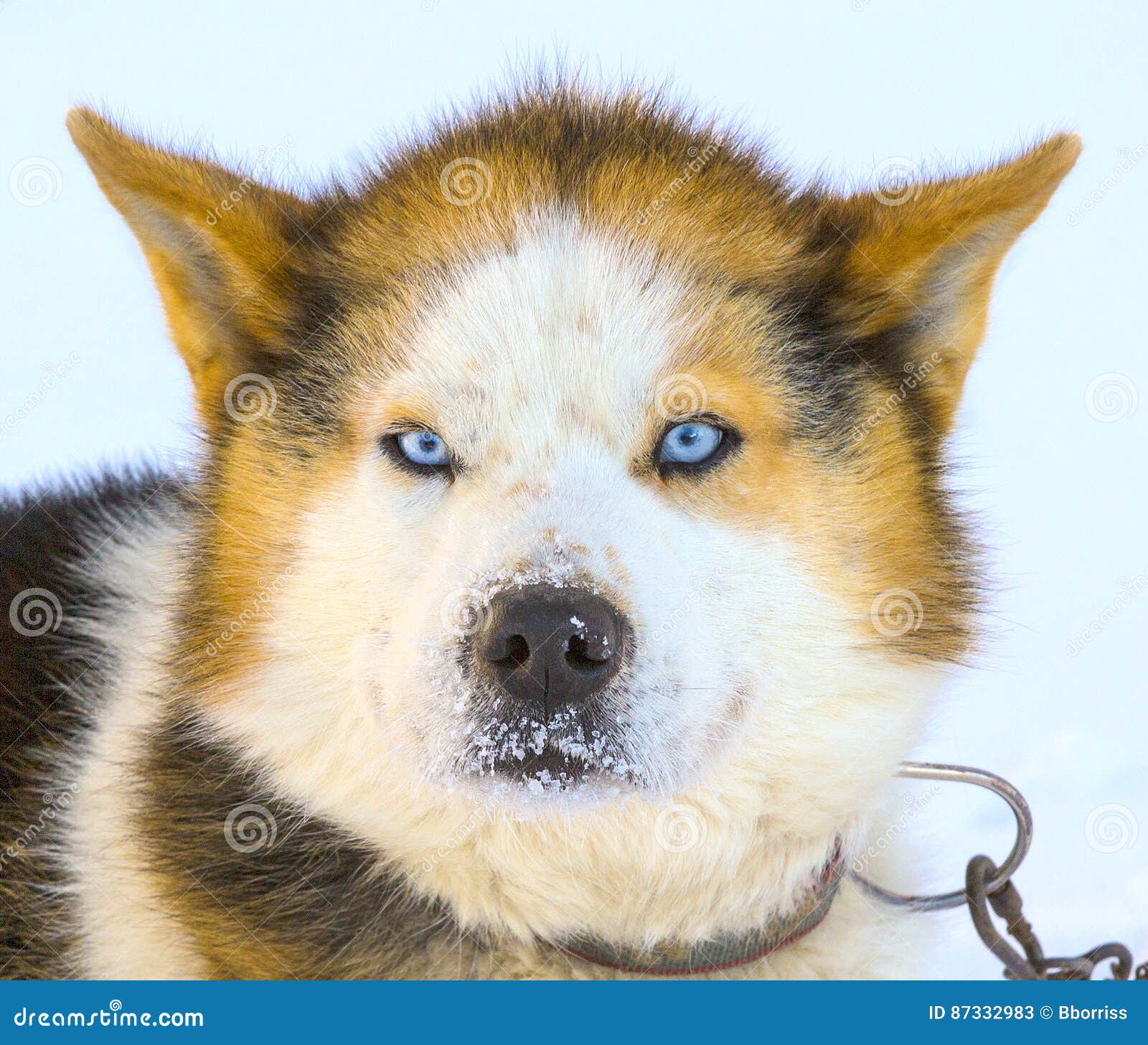Head Malamute Sled Dogs on Kamchatka Stock Image - Image of looking ...