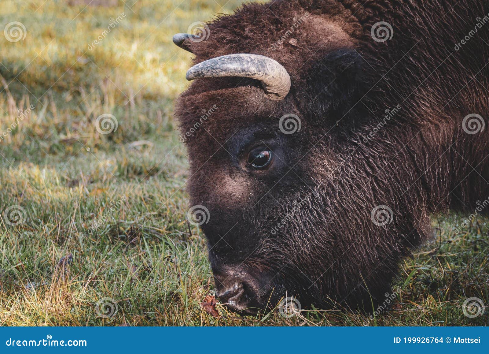 Head of Male American Bison Stock Photo - Image of energy, bison: 199926764