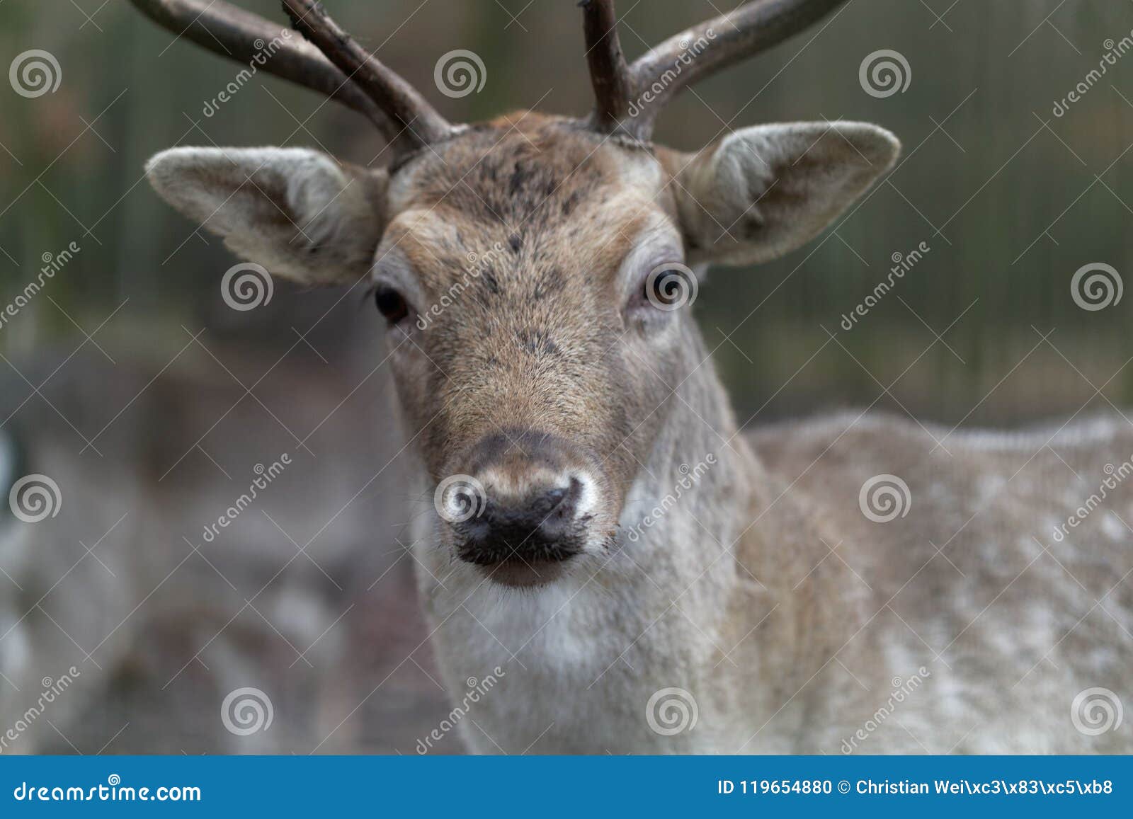 Head of a male fallow deer stock photo. Image of beauty - 119654880