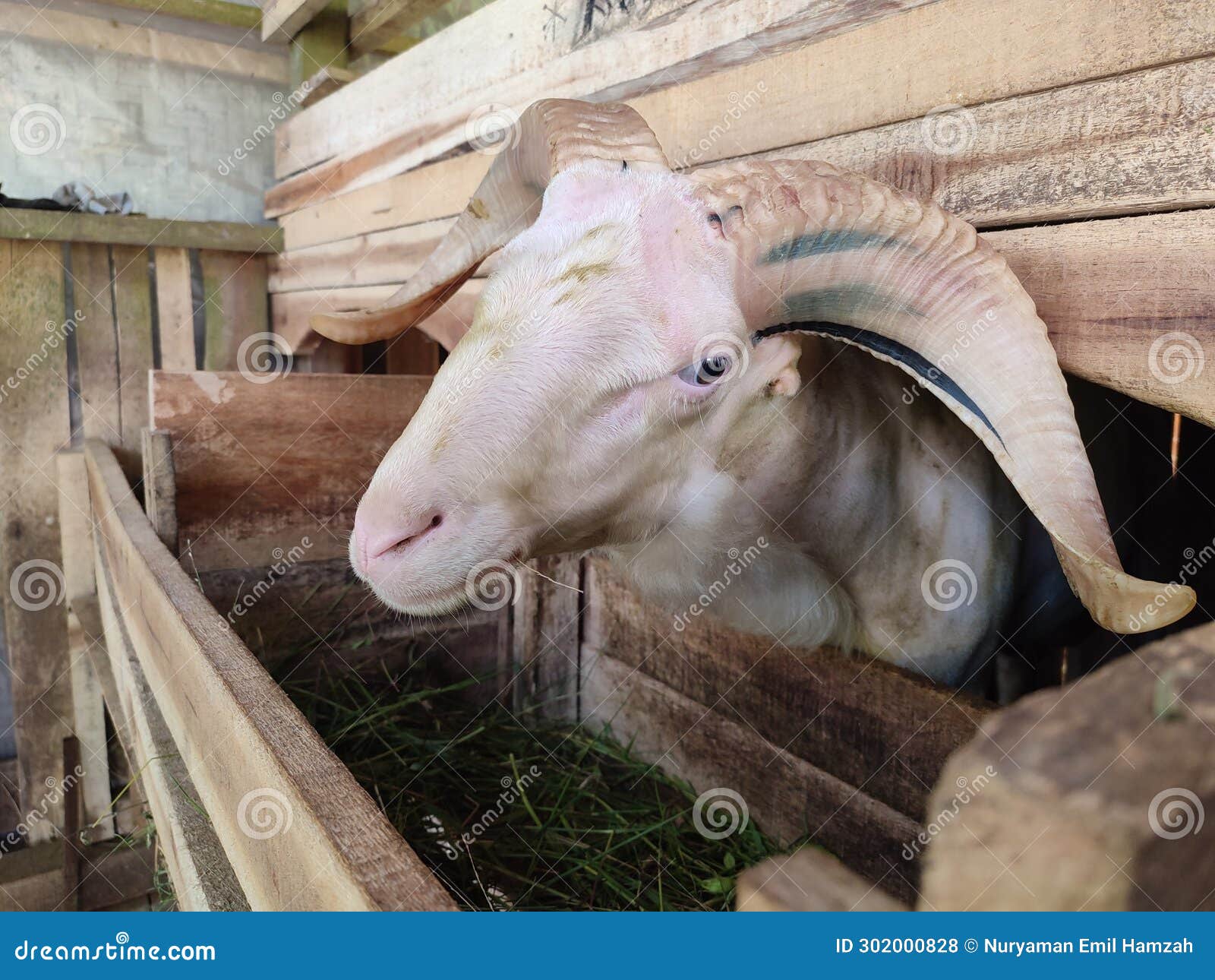 The Head of a Male Goat Comes Out of the Cage Stock Photo - Image of ...