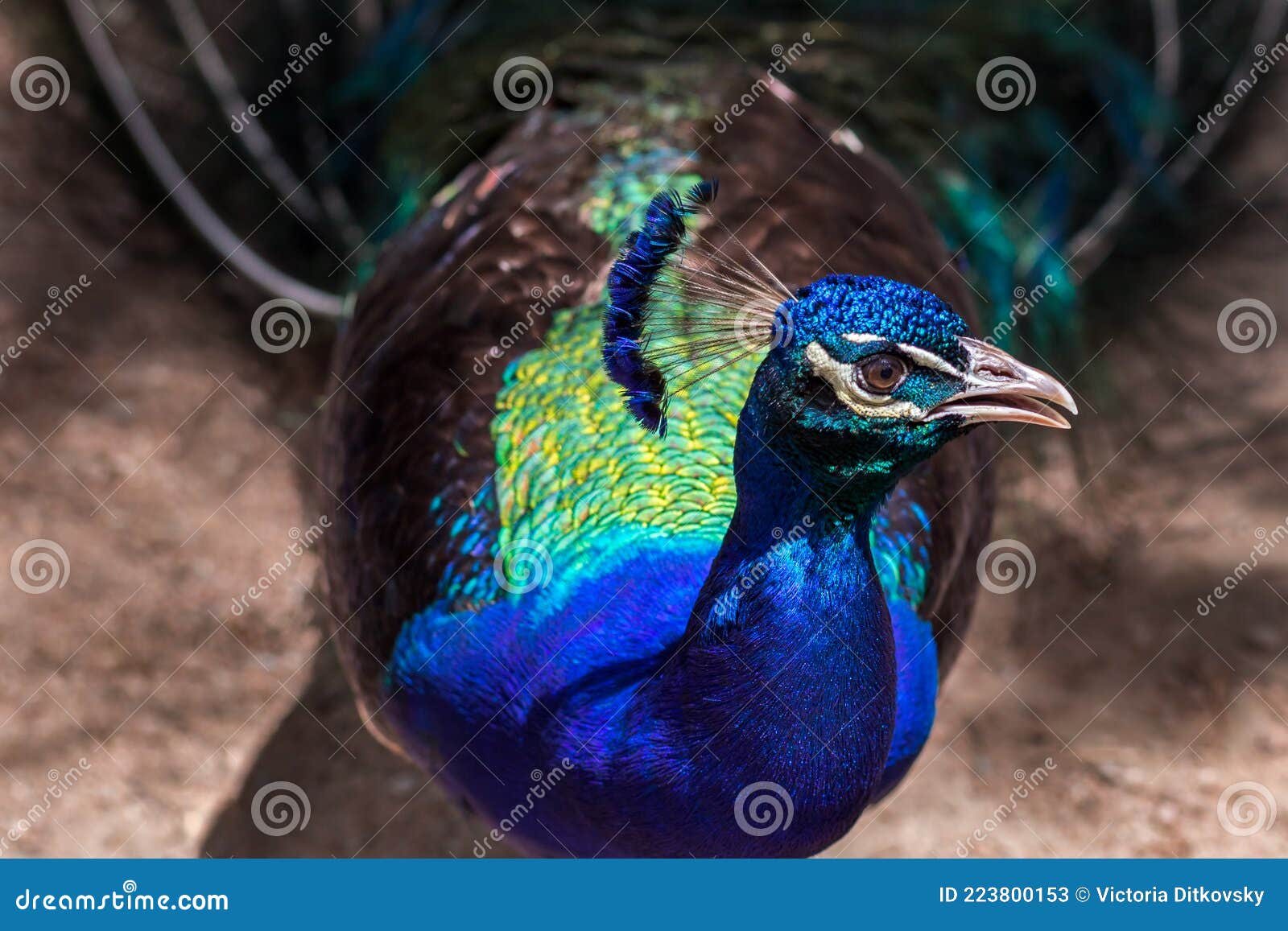 Cute Male Peacock Head Close Up Outdoors Stock Image Image Of Color