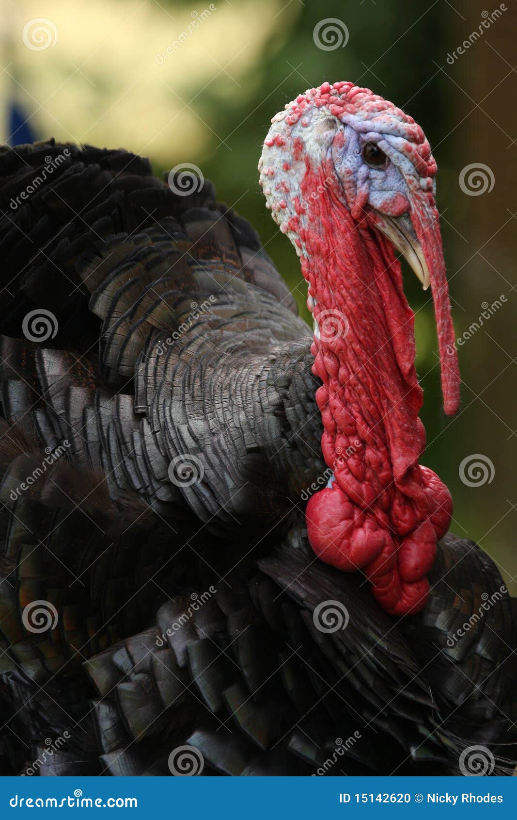 Head of male turkey stock photo. Image of meat, healthy - 15142620