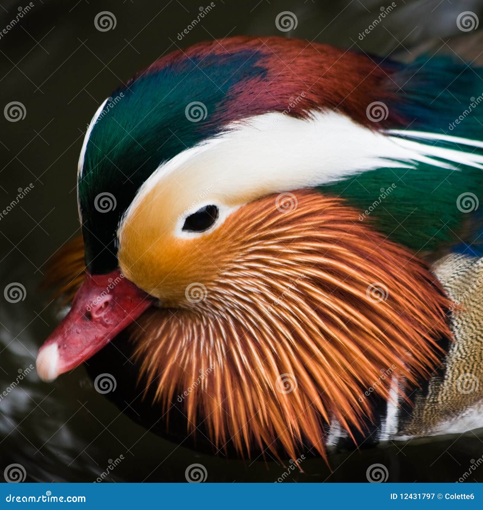 Head of Mandarin duck stock image. Image of asia, duck - 12431797