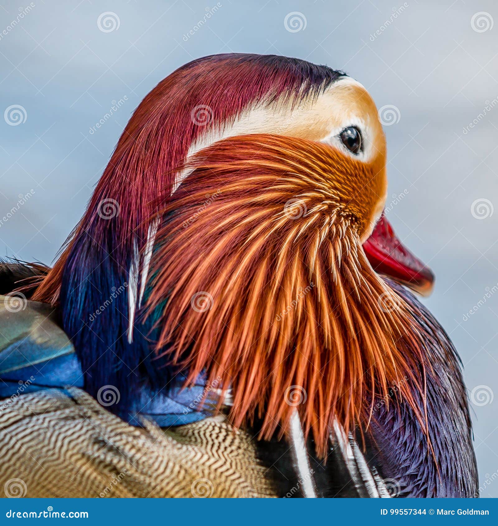 The Head of a Mandarin Duck Stock Photo - Image of nature, feather ...