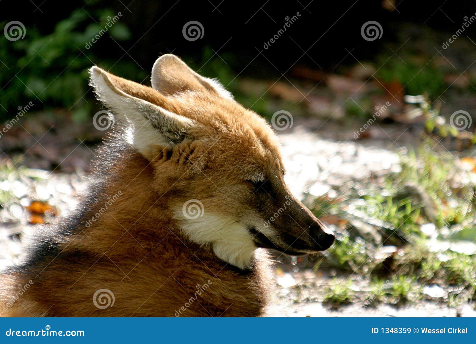 Head of a Maned Wolf in Sun Stock Image - Image of facial, nature: 1348359