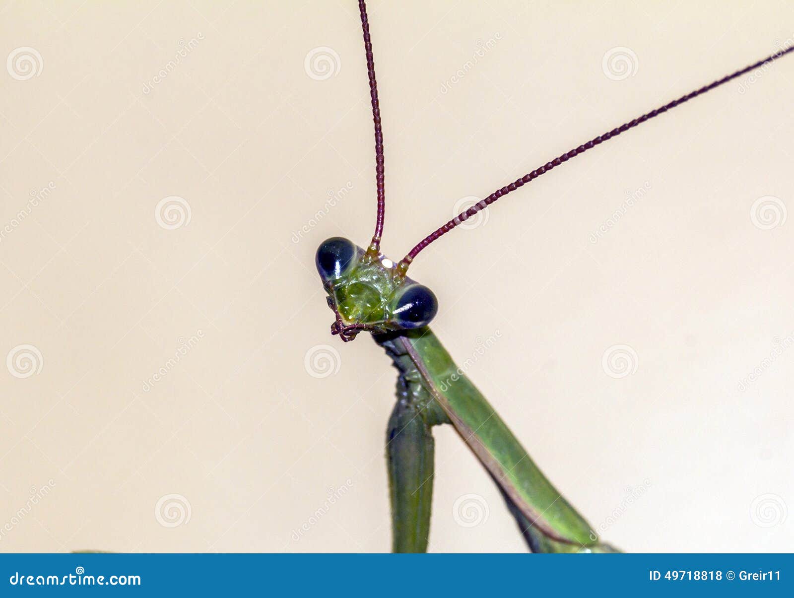 Head of mantis stock photo. Image of bites, insect, predatory - 49718818