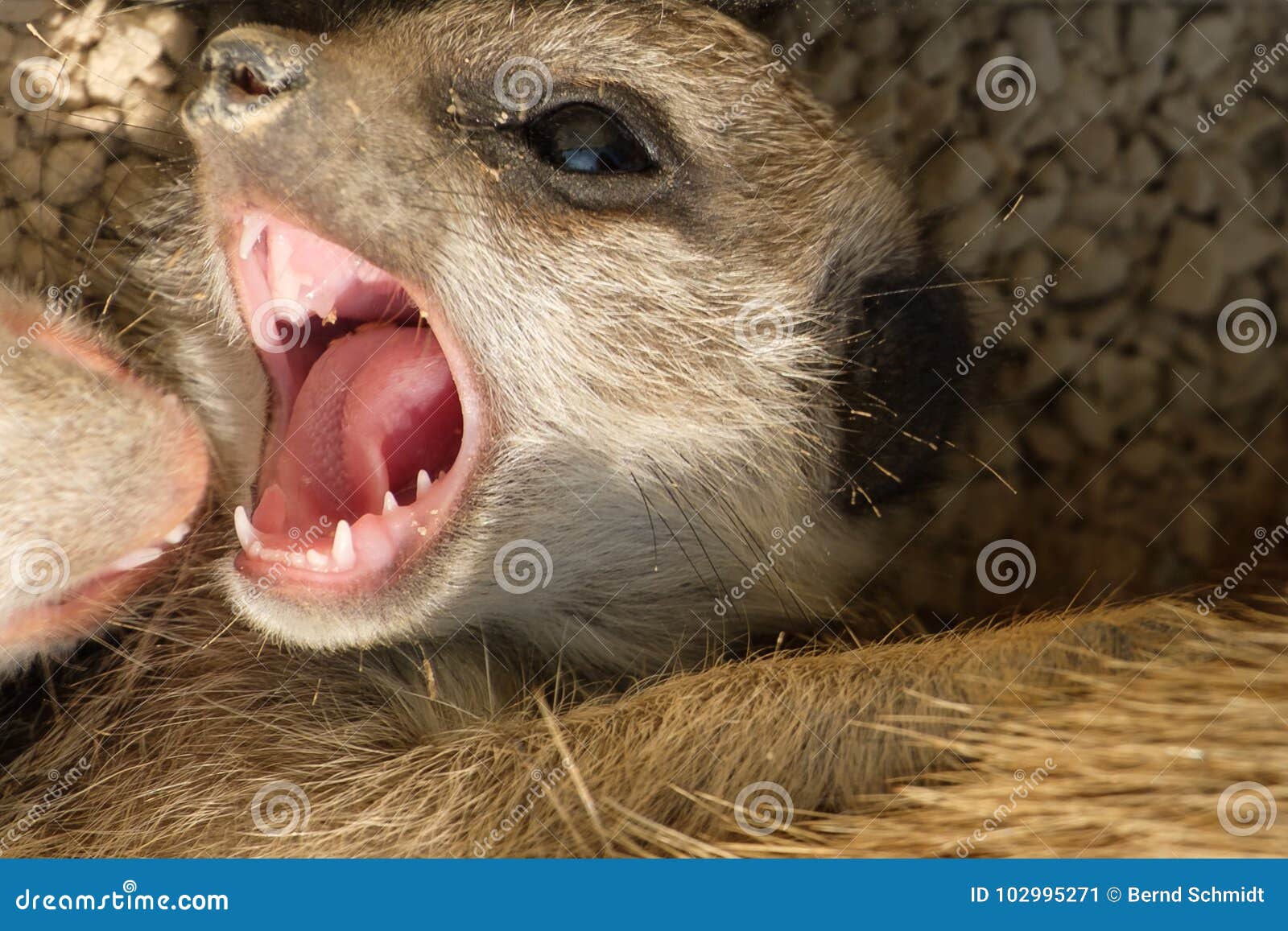 Head of a Meerkat with Teeth Stock Image - Image of mammal, playing ...