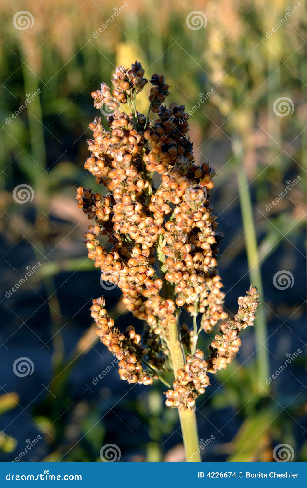 Head of Milo Stalk stock photo. Image of produce, seeds - 4226674