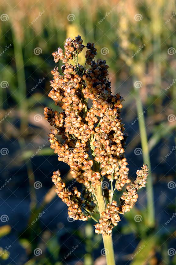 Head of Milo Stalk stock photo. Image of produce, seeds - 4226674