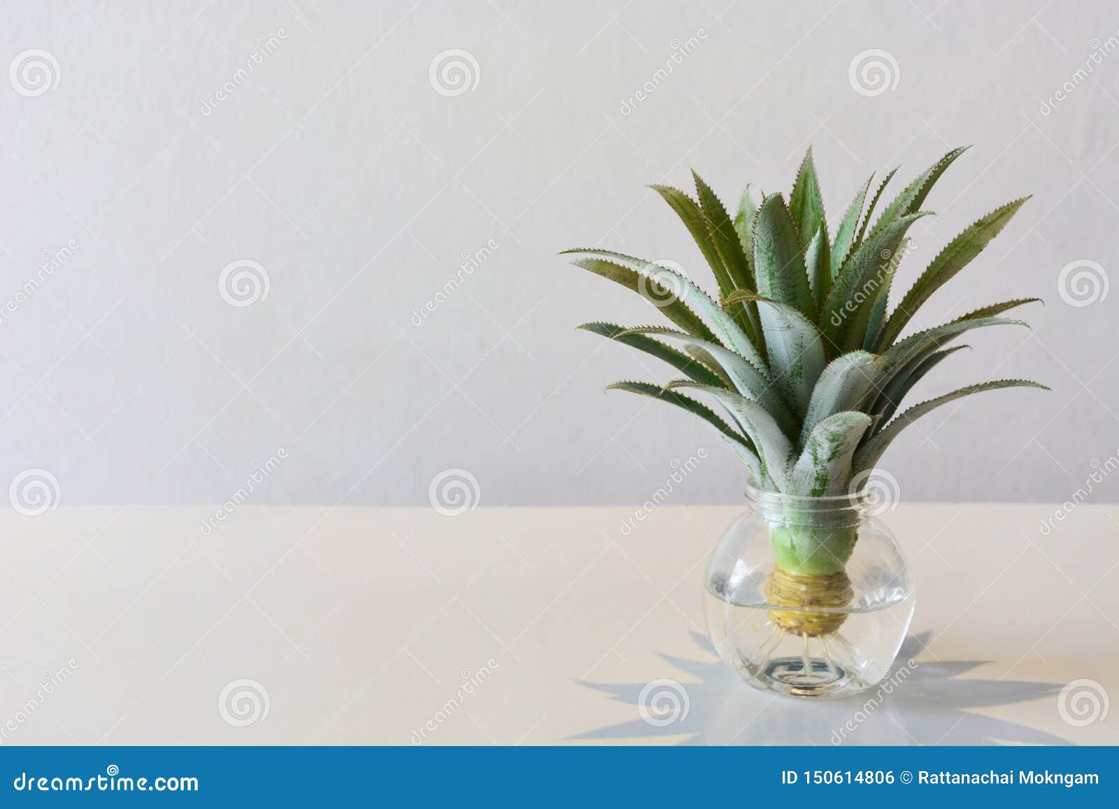Dwarf Pineapple Ananas Ananassoides Royalty-Free Stock Photo ...
