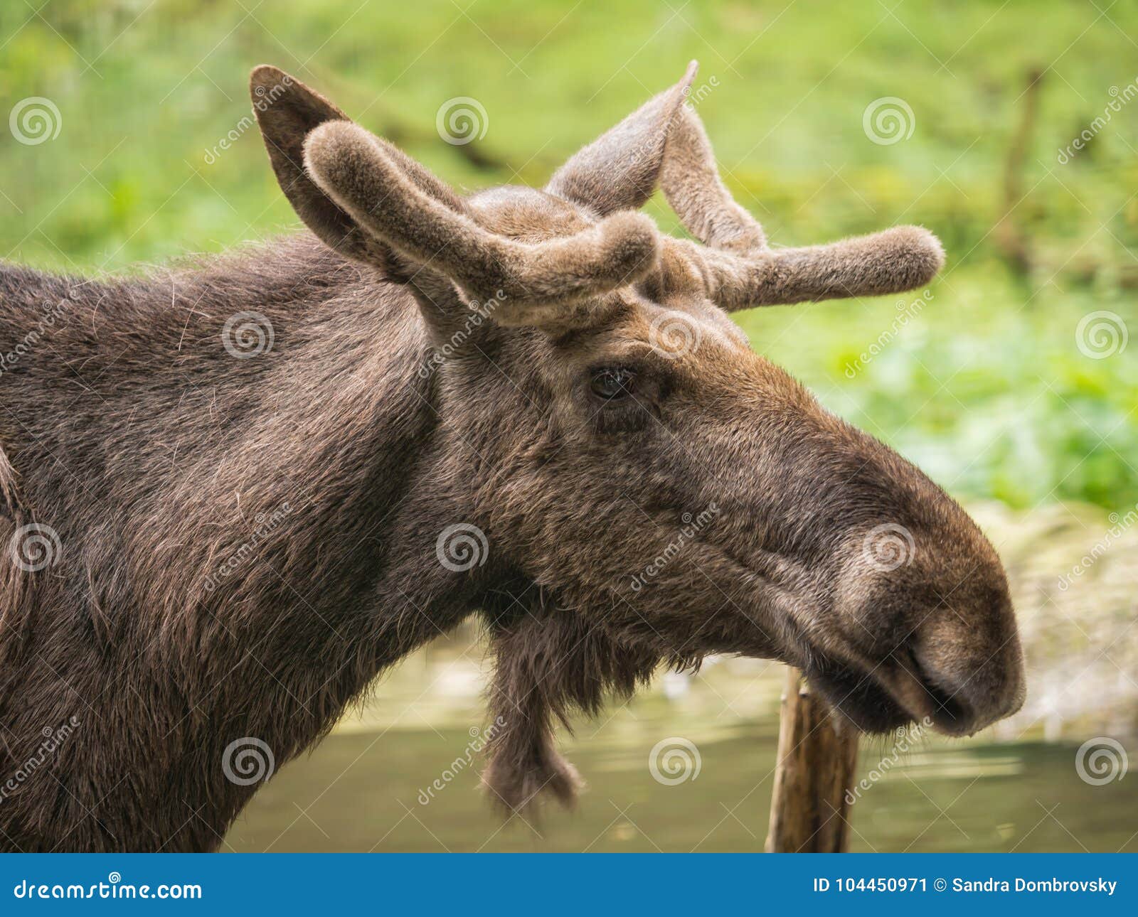 Head of a moose stock image. Image of male, face, outdoor - 104450971
