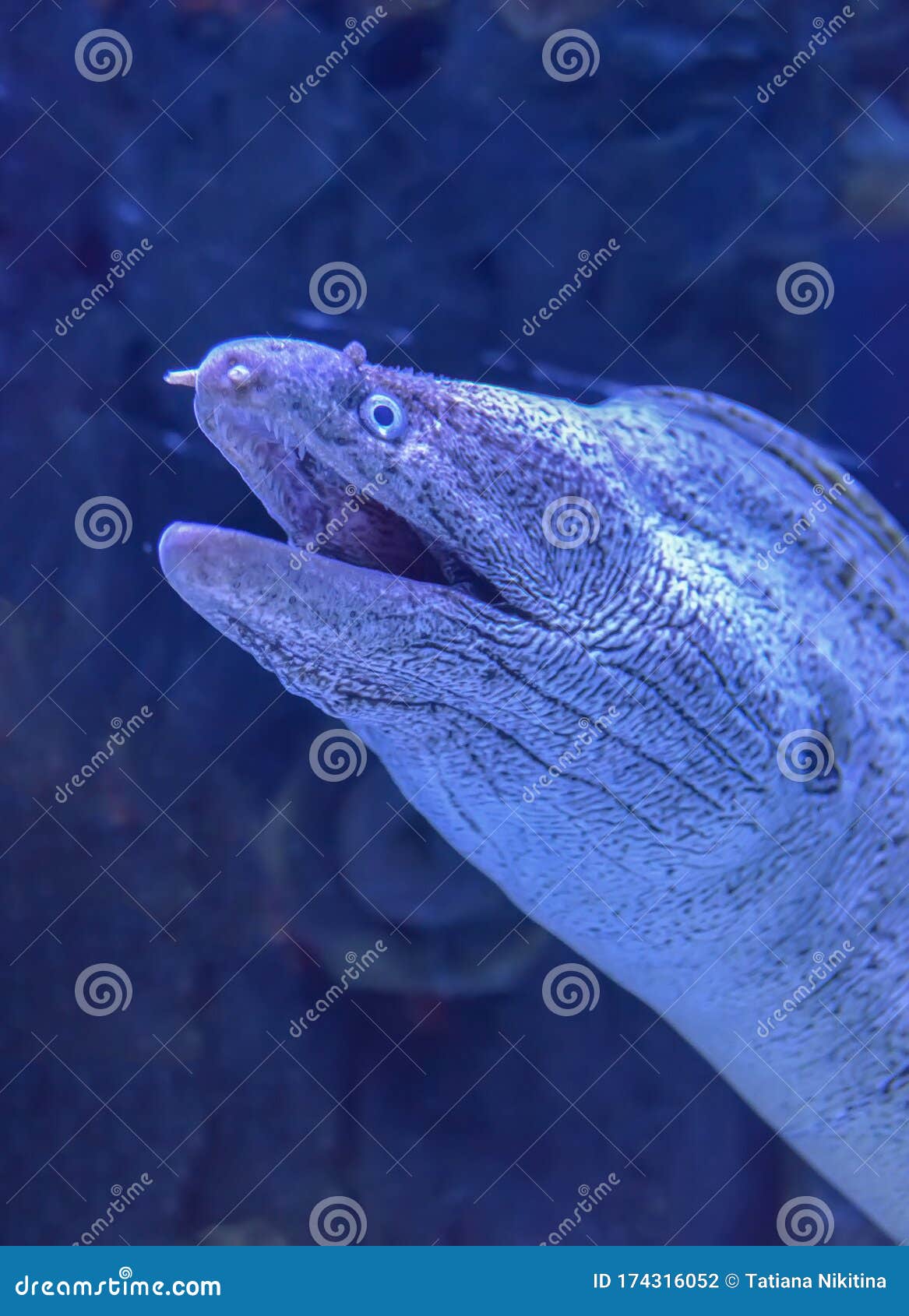 The Head of Moray Eel Under the Water Close-up Stock Photo - Image of ...