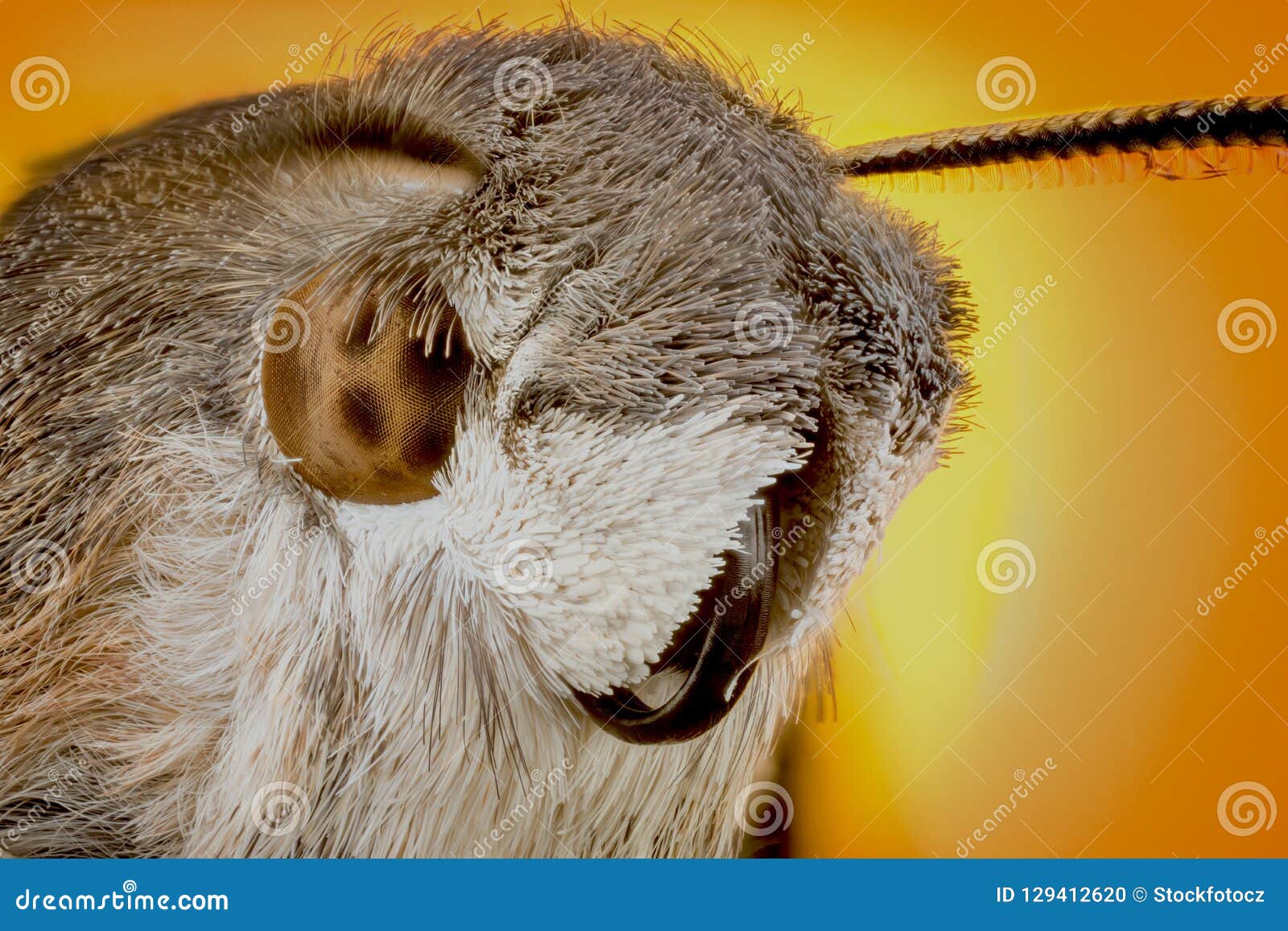 Head of moth macro stock photo. Image of lepidoptera - 129412620