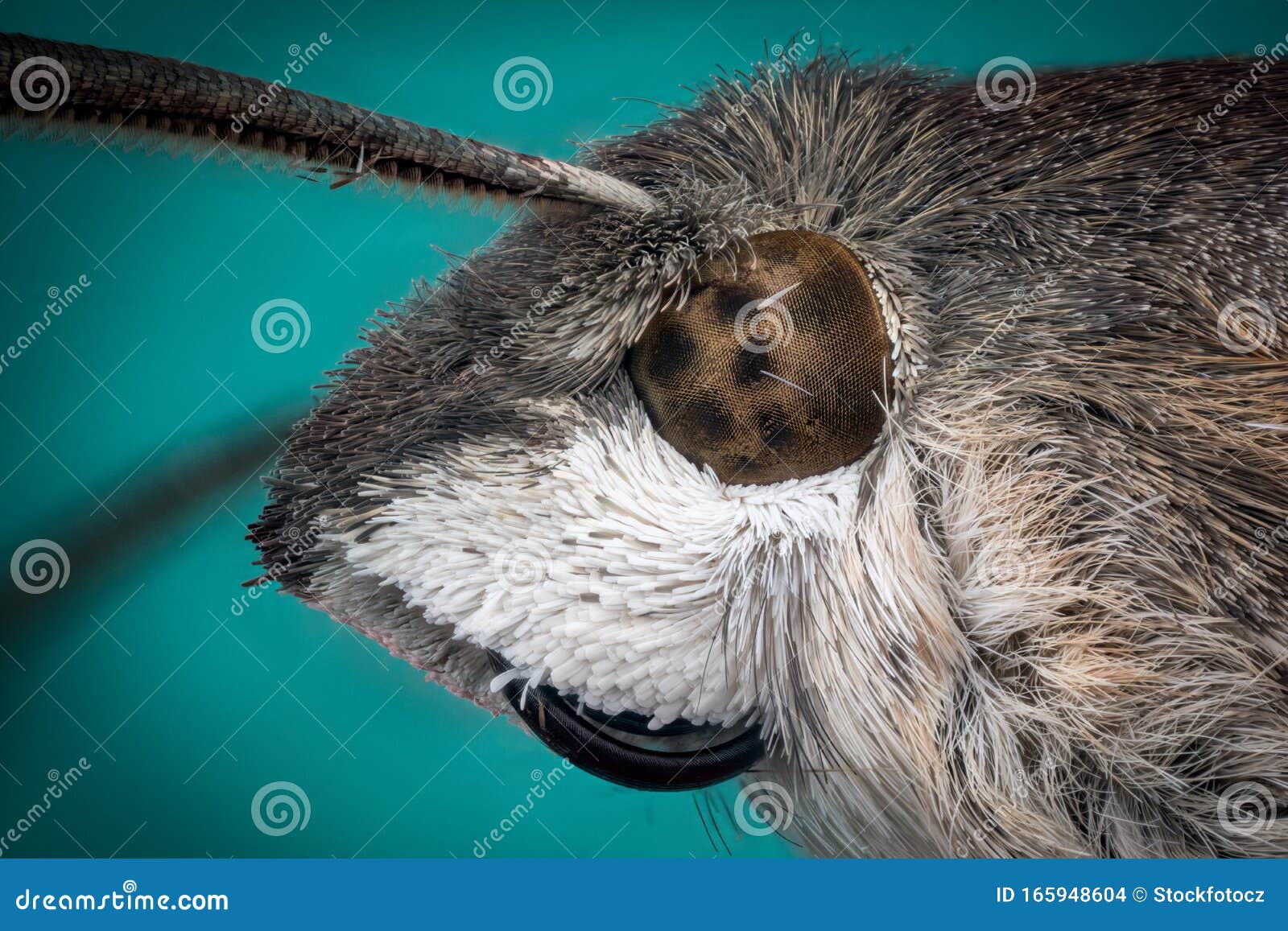 Head of moth macro stock photo. Image of antennae, biology - 165948604
