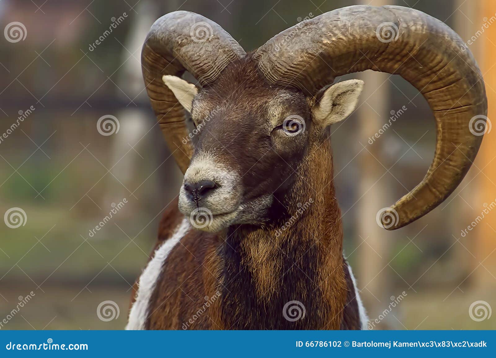 Head mouflon. stock photo. Image of beautiful, passerine - 66786102