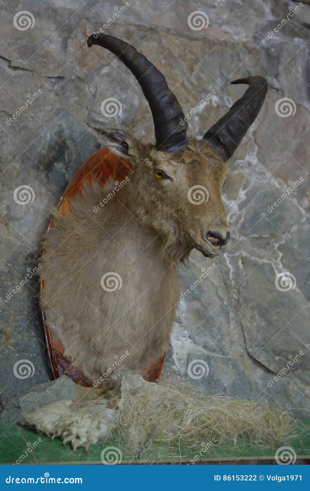 Head of a mountain goat stock photo. Image of male, mammal - 86153222