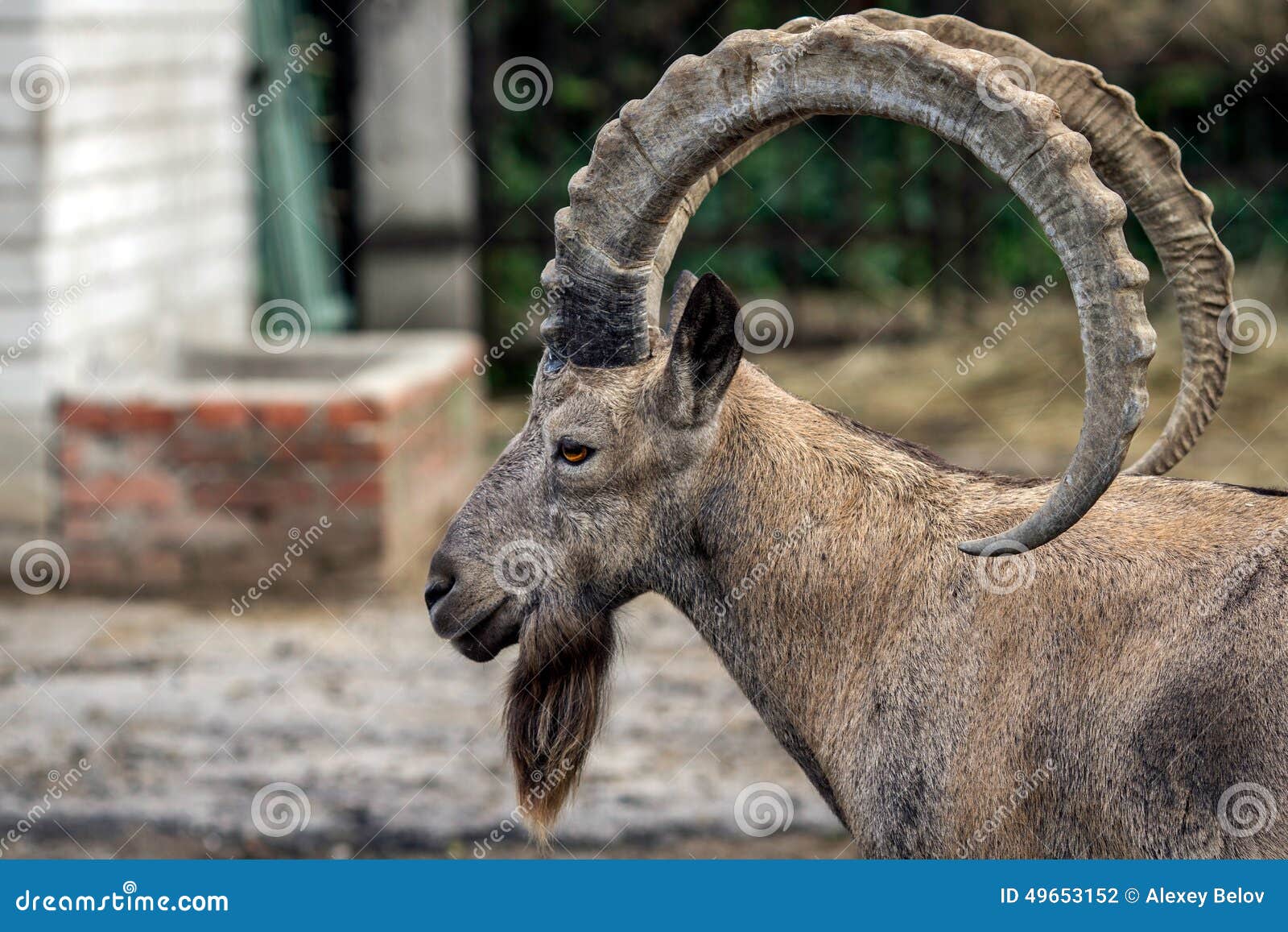 Head of the Mountain Ram in Profile at the Zoo in Ukraine Stock Photo ...