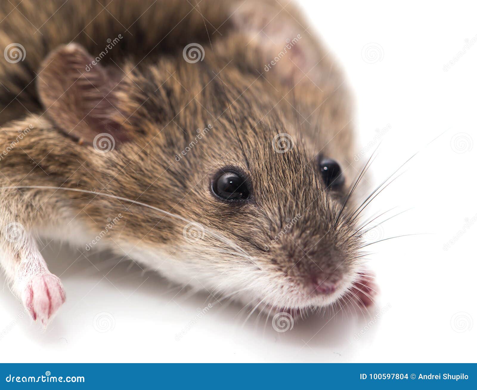Head mouse. macro stock photo. Image of animal, gray - 100597804