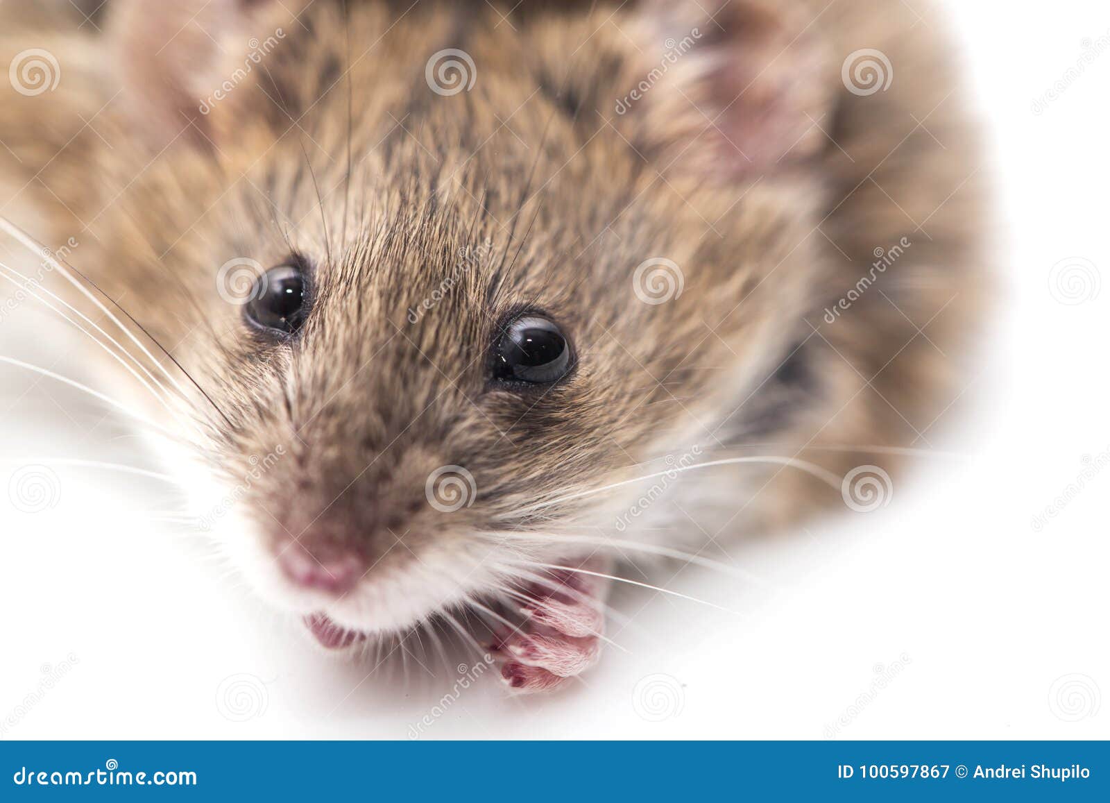 Head mouse. macro stock image. Image of mammal, experiment - 100597867