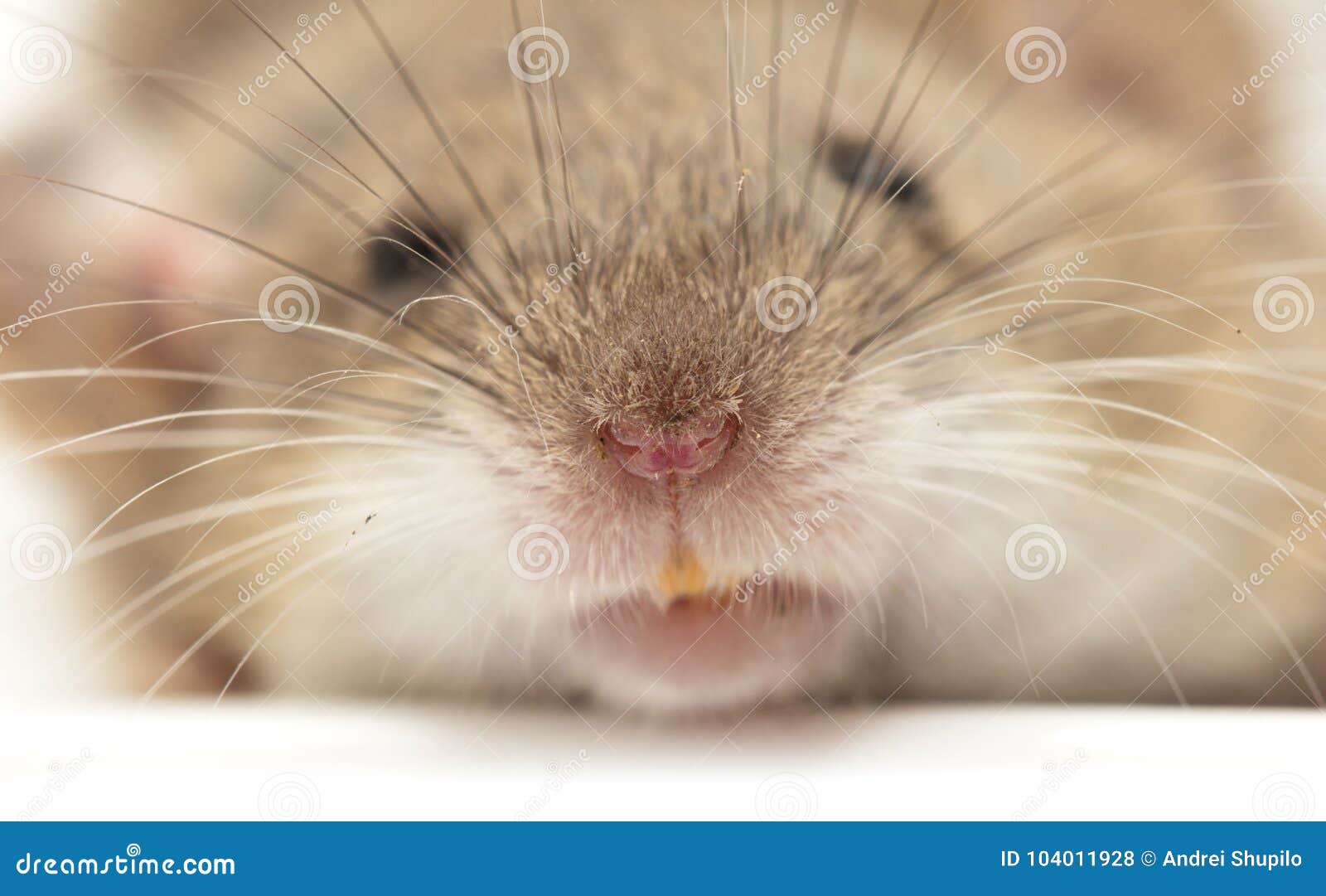 Head mouse. macro stock photo. Image of domestic, grey - 104011928