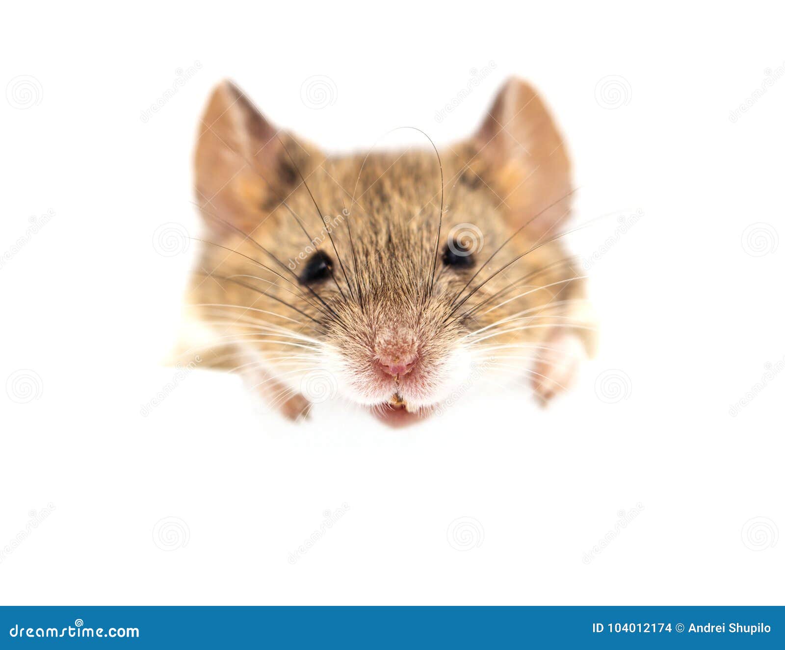 Head mouse. macro stock photo. Image of shot, isolation - 104012174
