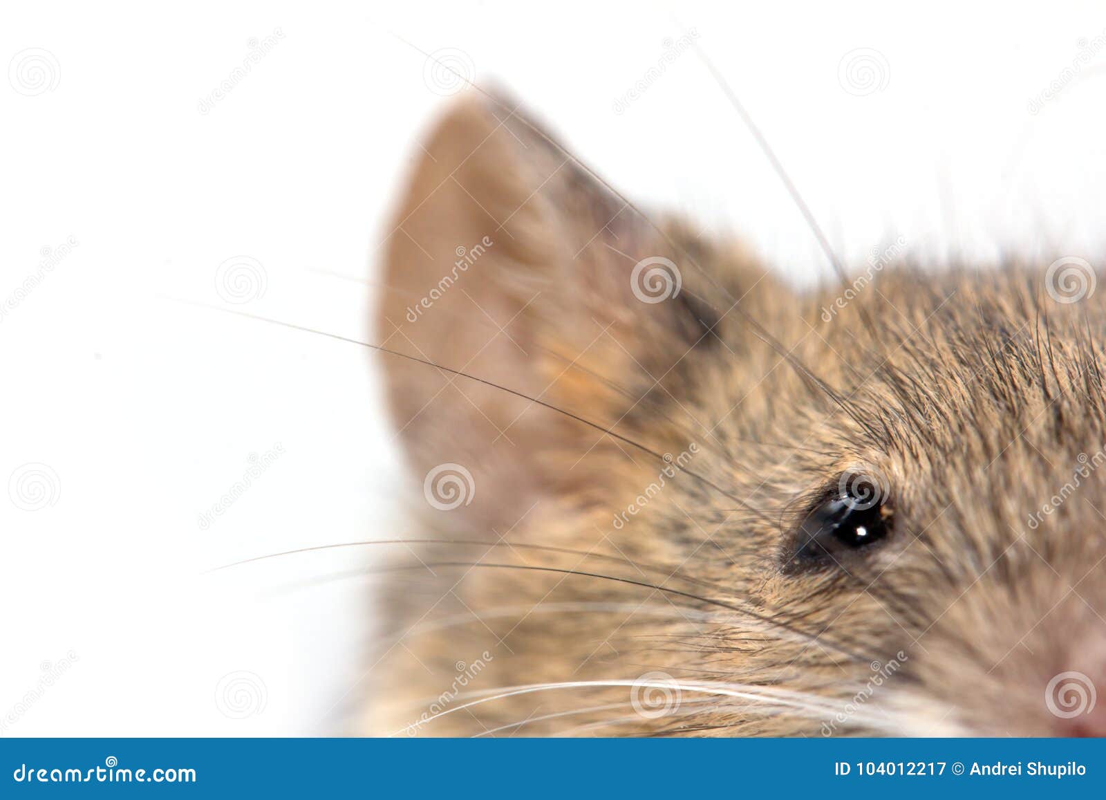 Head mouse. macro stock image. Image of laboratory, medical - 104012217