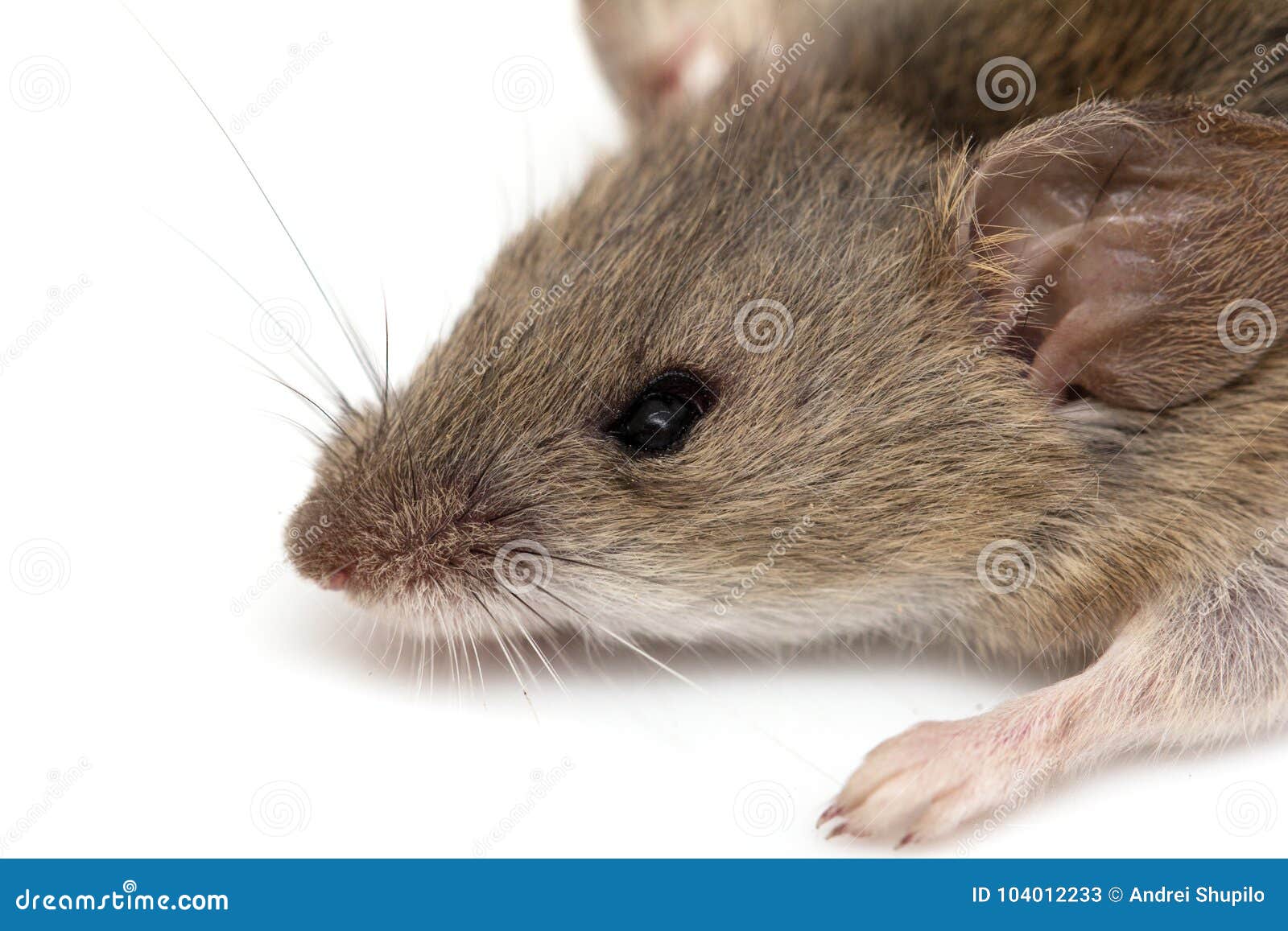 Head mouse. macro stock image. Image of medicine, head - 104012233