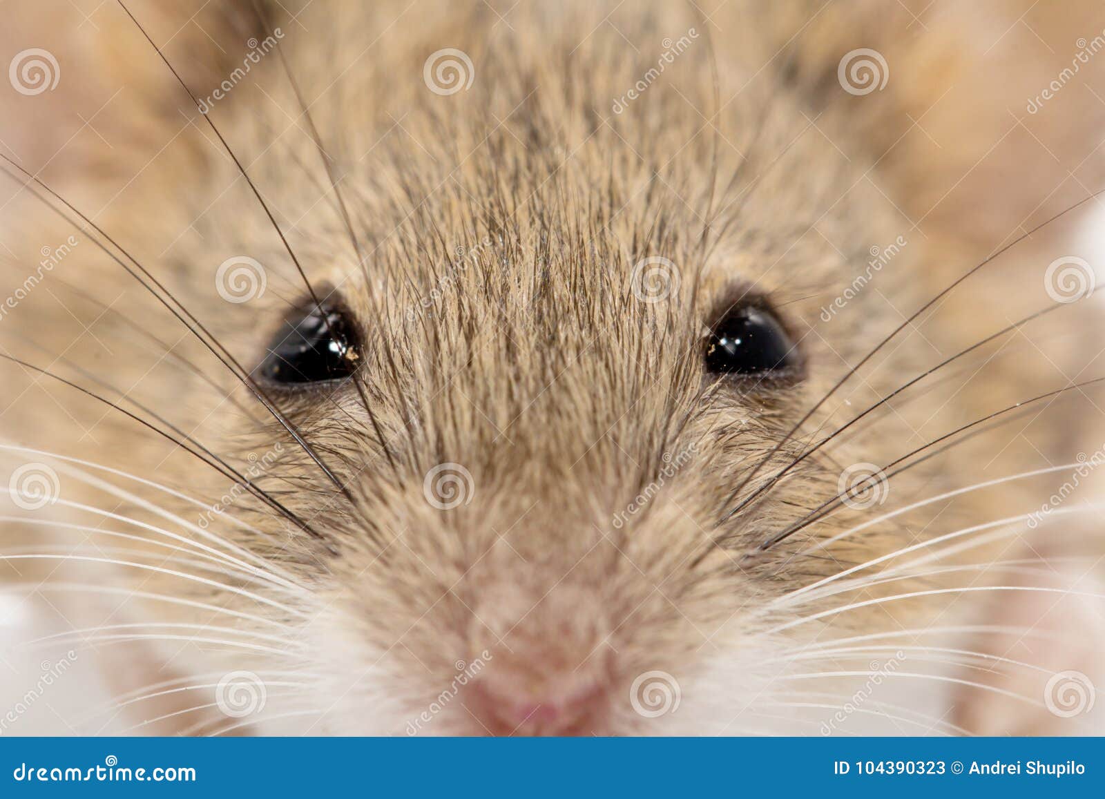 Head mouse. macro stock image. Image of furry, look - 104390323