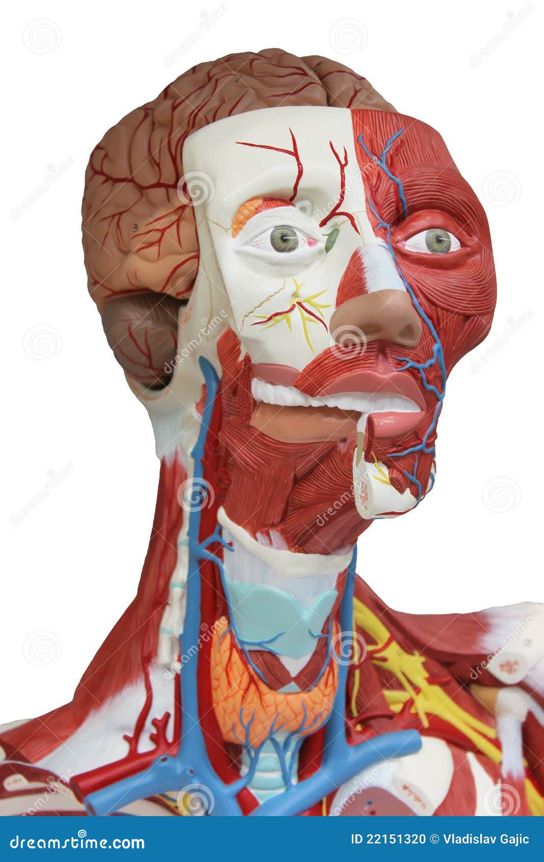 Head muscle and veins stock photo. Image of person, character - 22151320