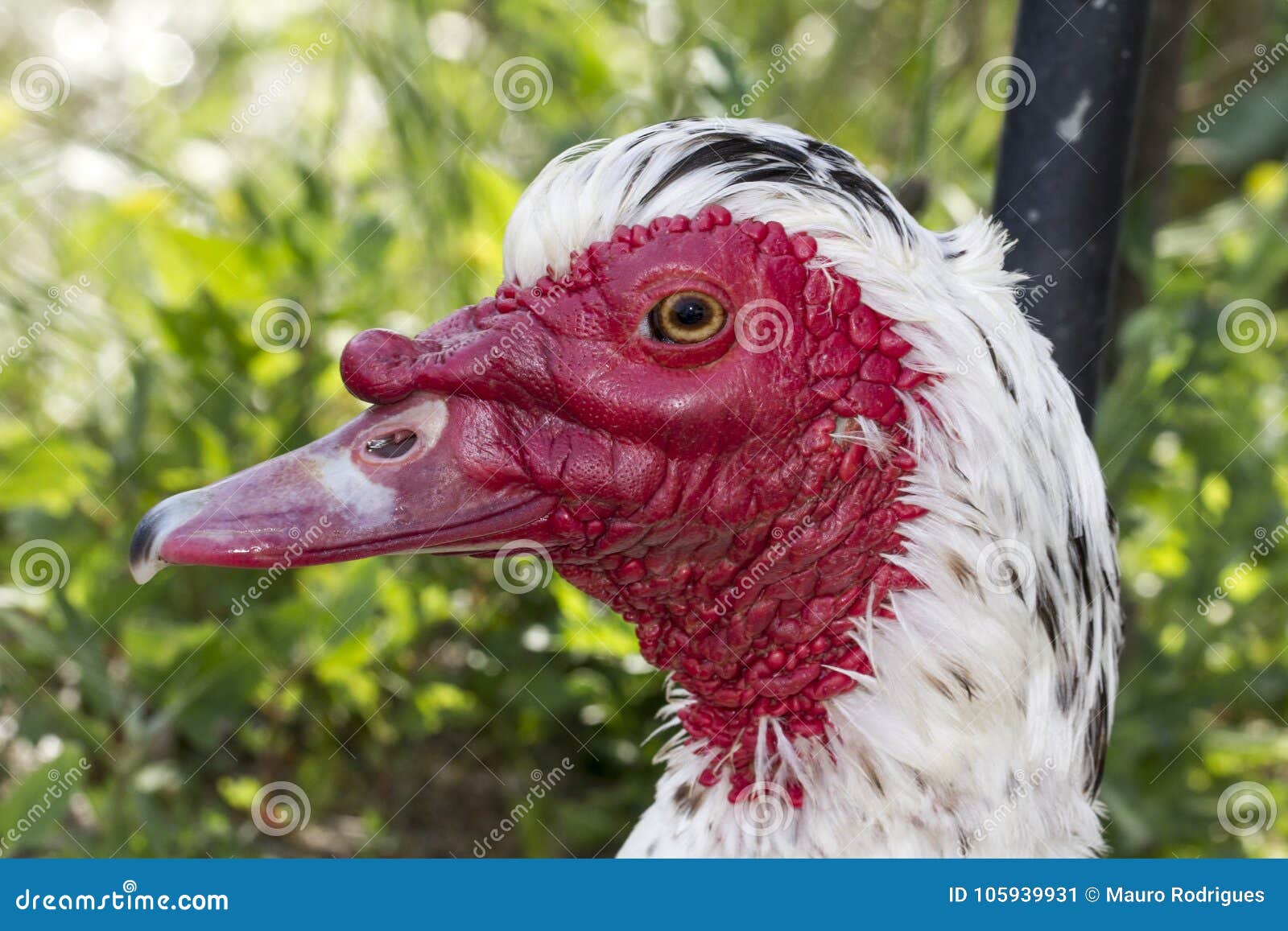 Head of a Muscovy Duck Bird Stock Image - Image of feathers, wildlife ...