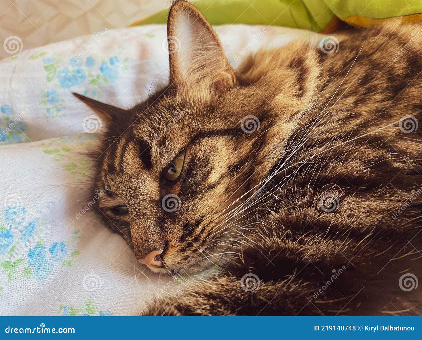 The Head and Muzzle of a Striped Fluffy Beautiful Sleeping Cat with ...