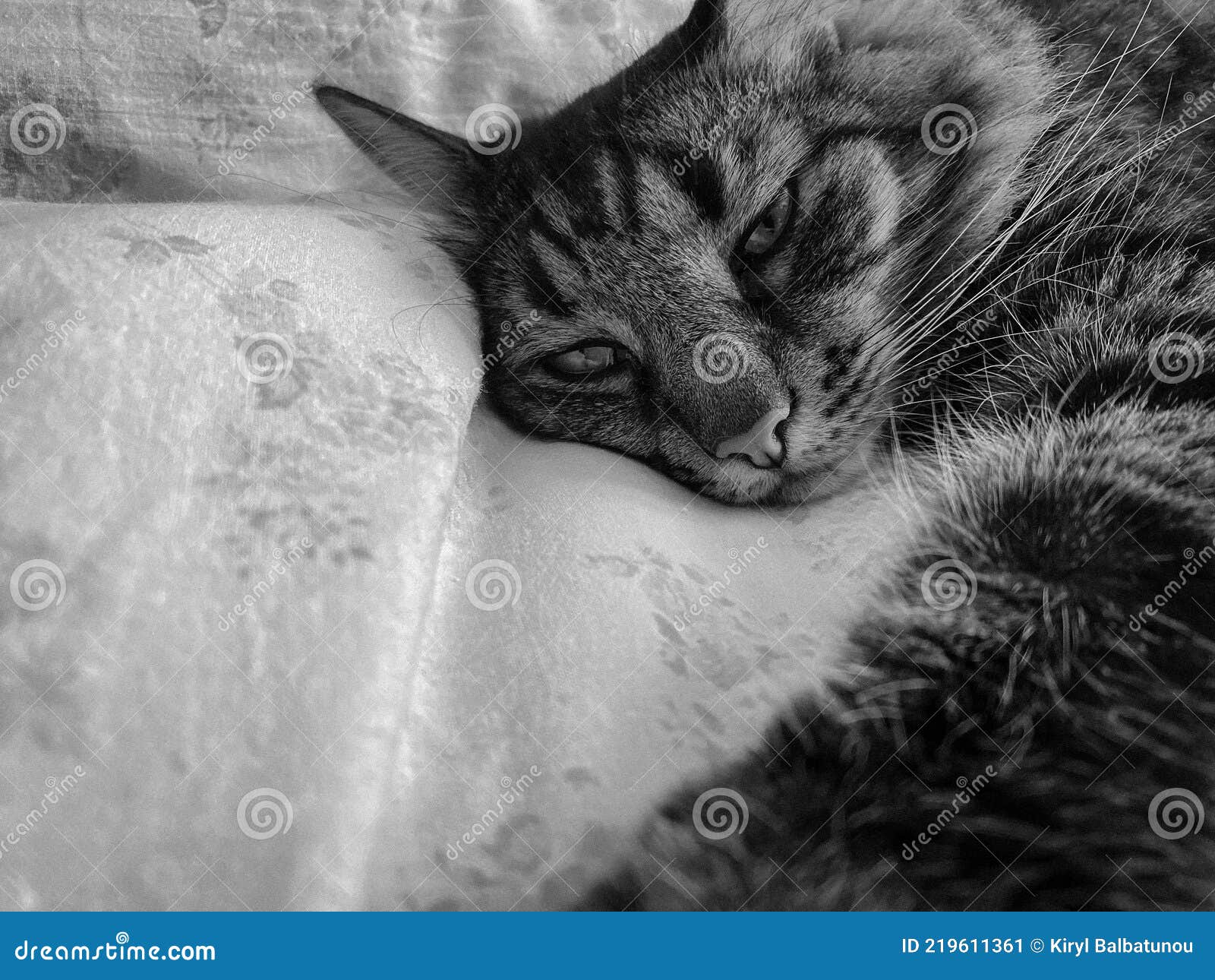The Head and Muzzle of a Striped Fluffy Beautiful Sleeping Cat with ...