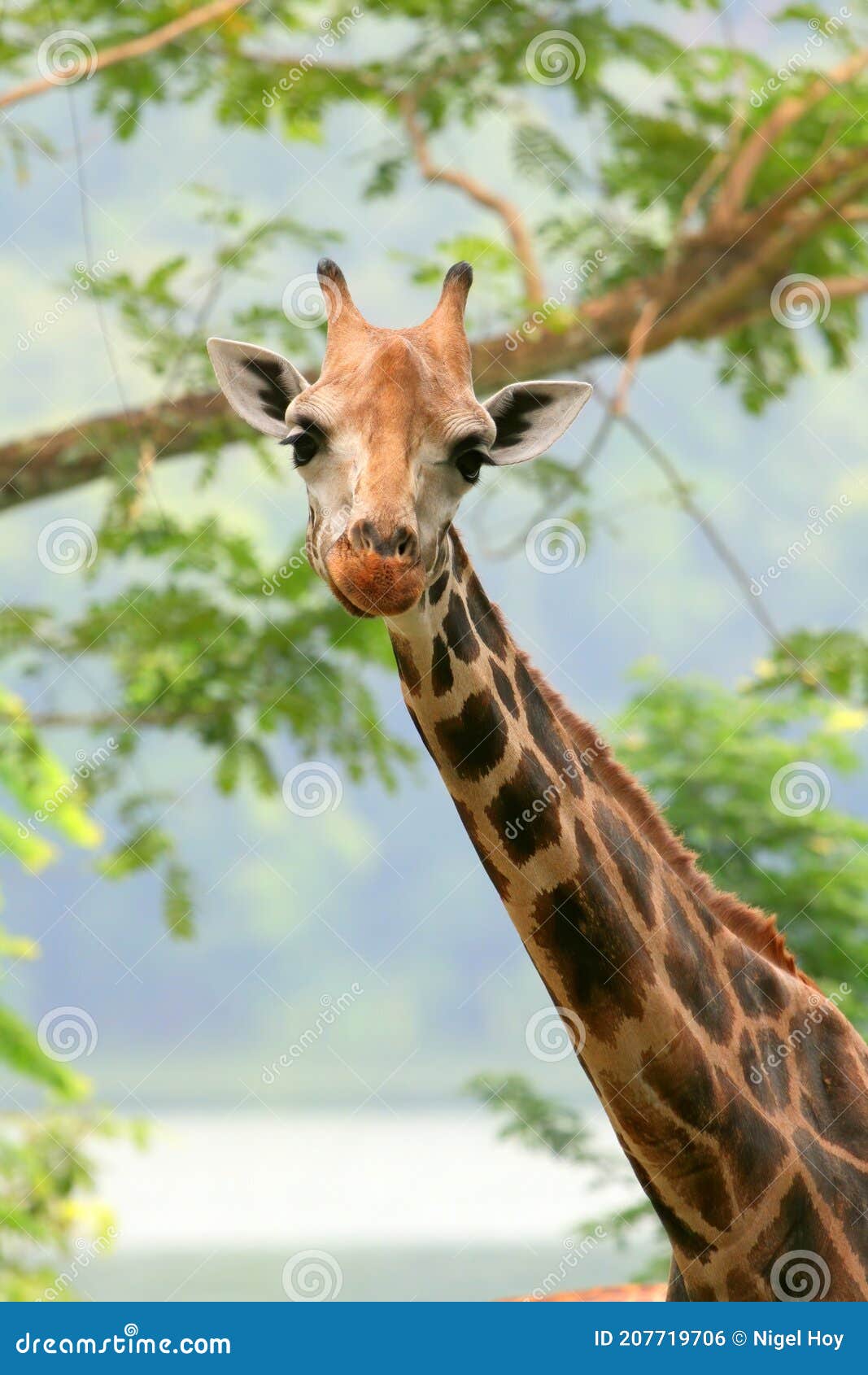 Adult Giraffe Hap Cichlid, Nimbochromis Venustus, Endemic To Lake ...