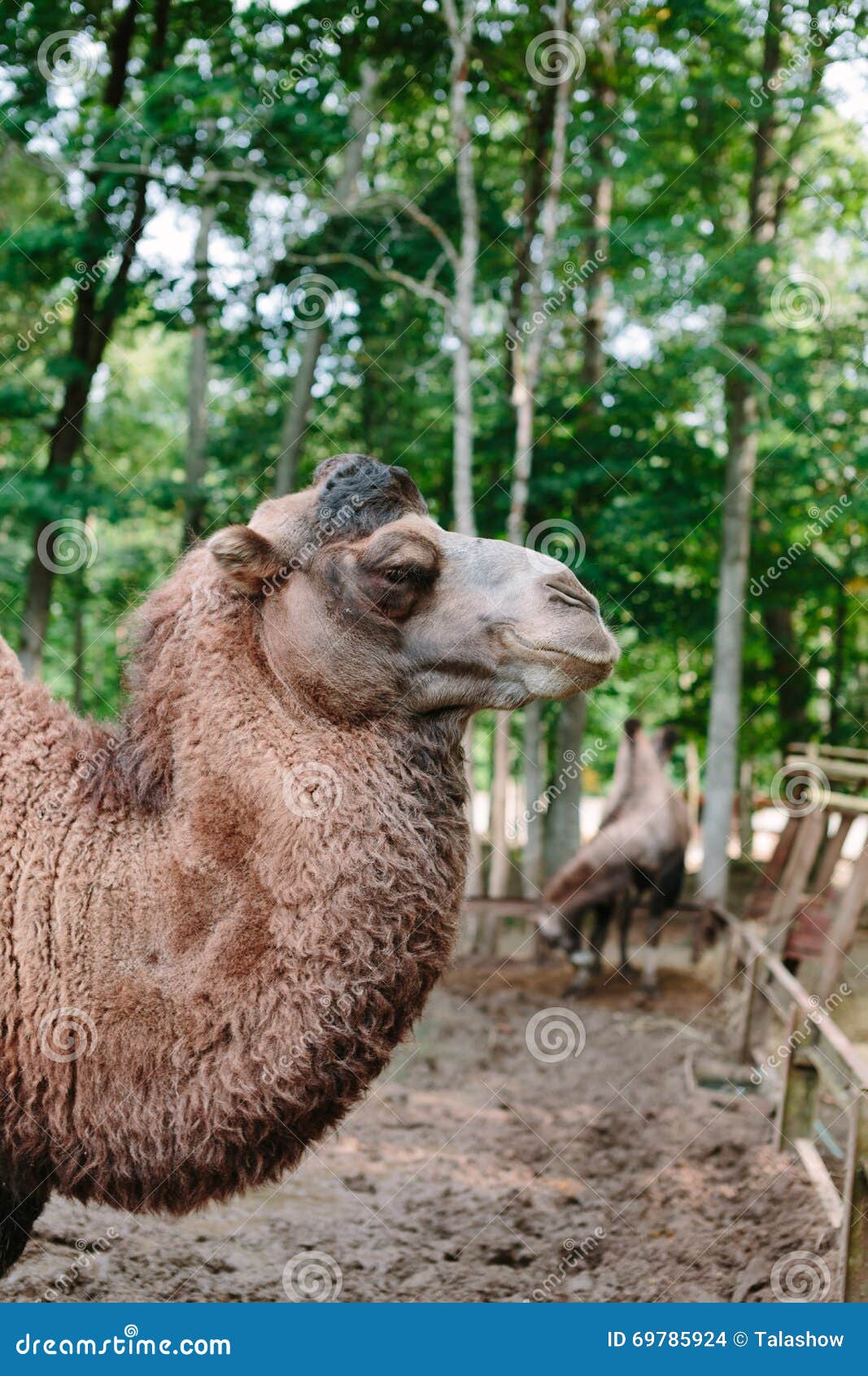 Head and Neck of a Camel in Profile. Stock Photo - Image of profile ...