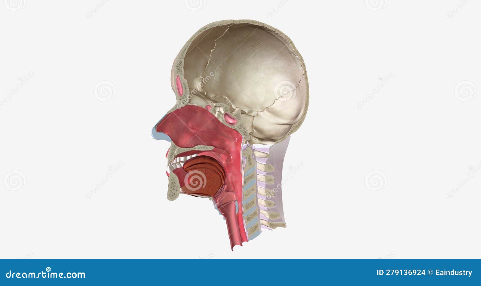 Head and Neck Cross Section Stock Illustration - Illustration of hold ...