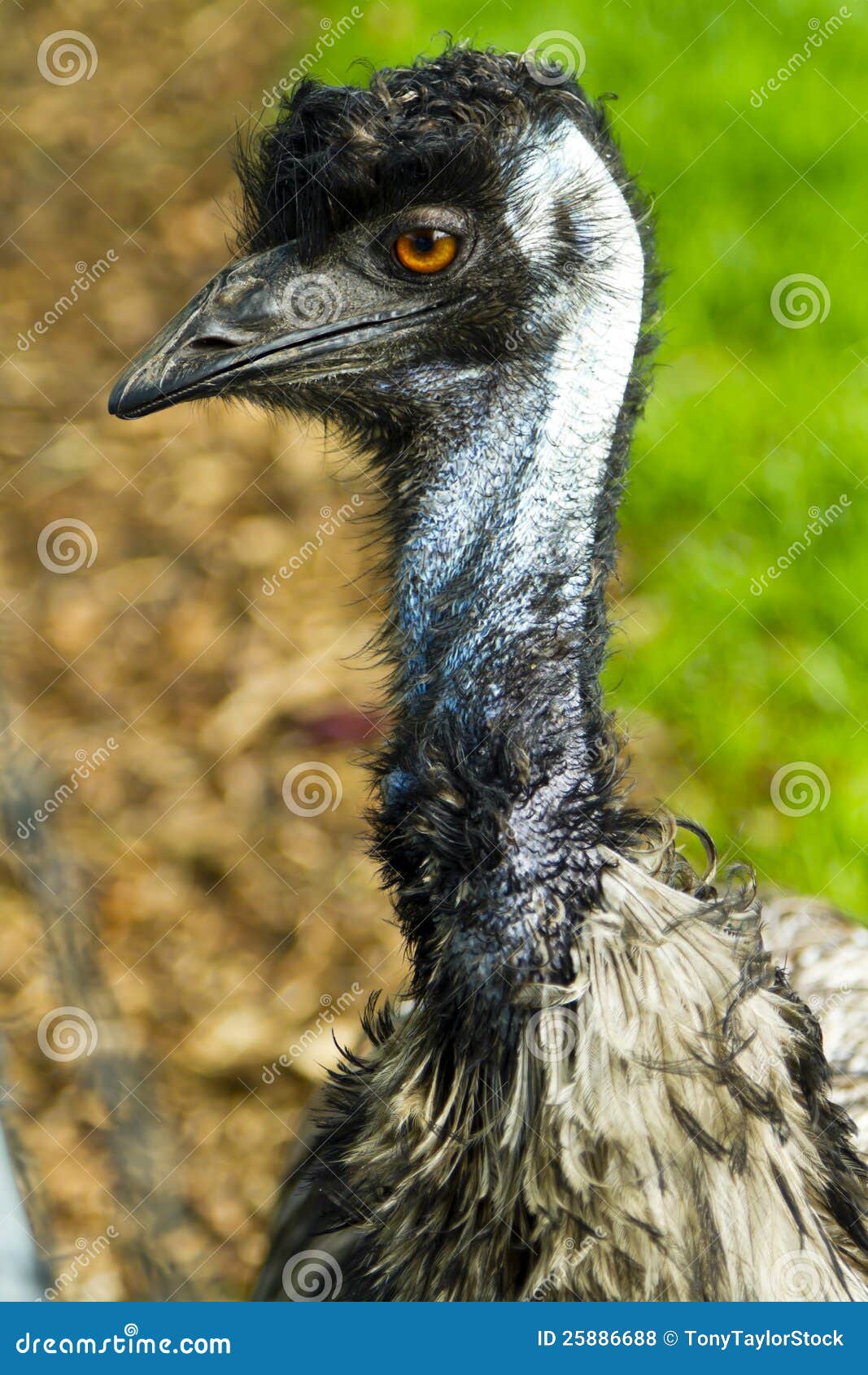 Head and neck of an emu stock photo. Image of face, bird - 25886688