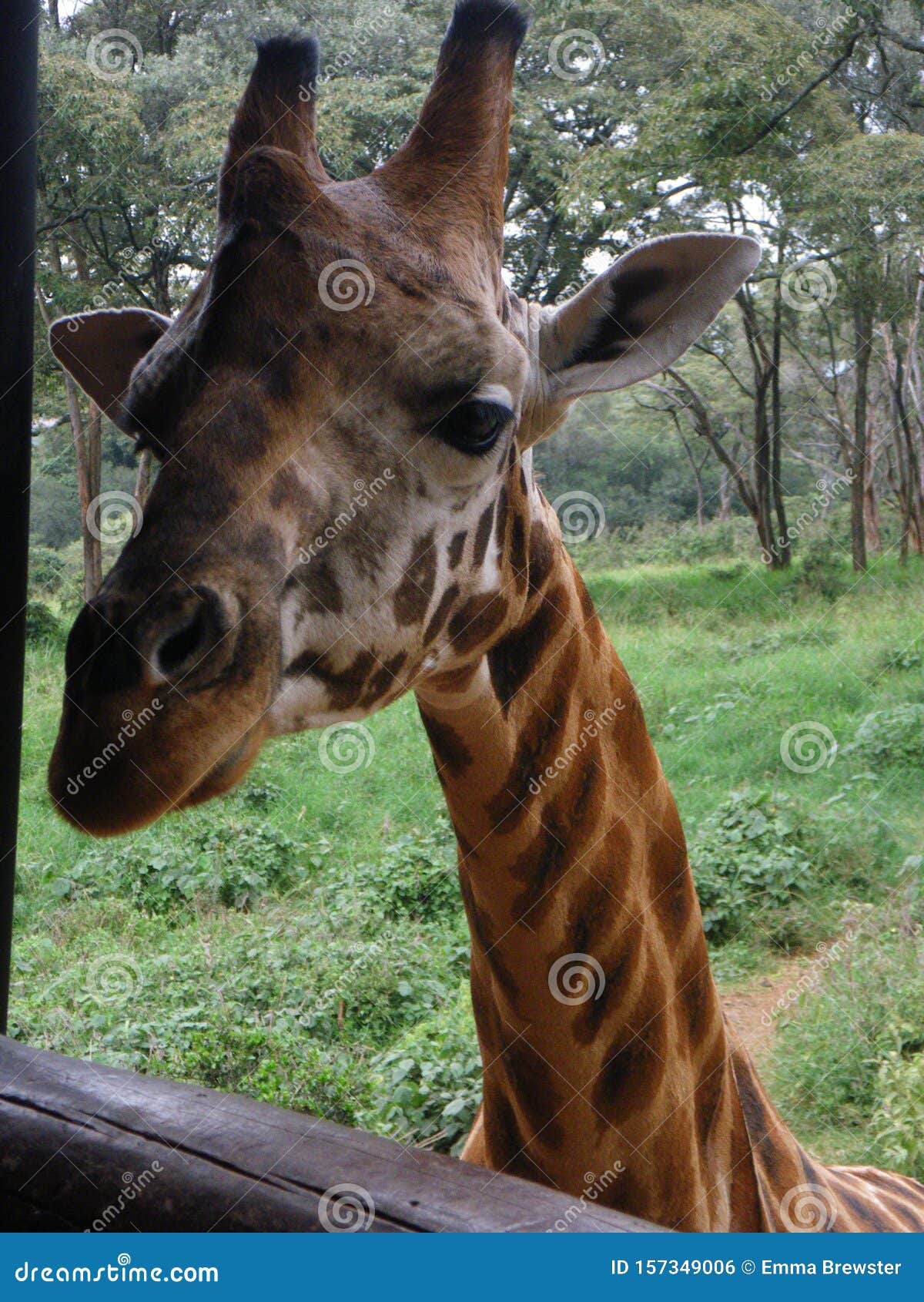 Head and neck of giraffe stock photo. Image of head - 157349006