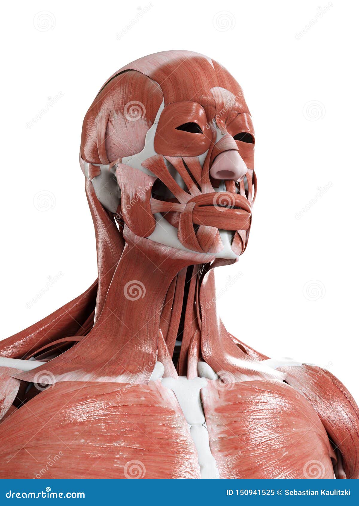 Head And Neck Muscles Labeled Anatomical Diagram, Facial Vector ...