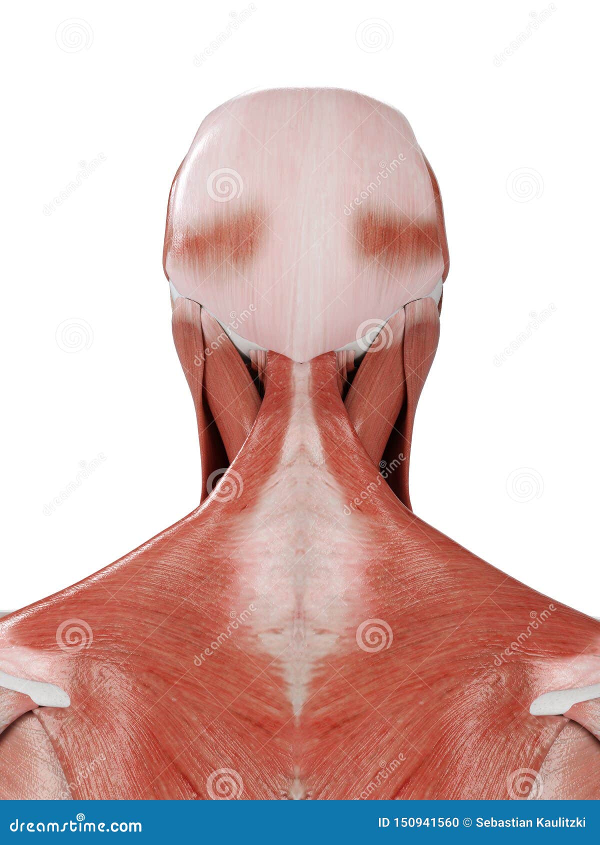 The head and neck muscles stock illustration. Illustration of healthy ...