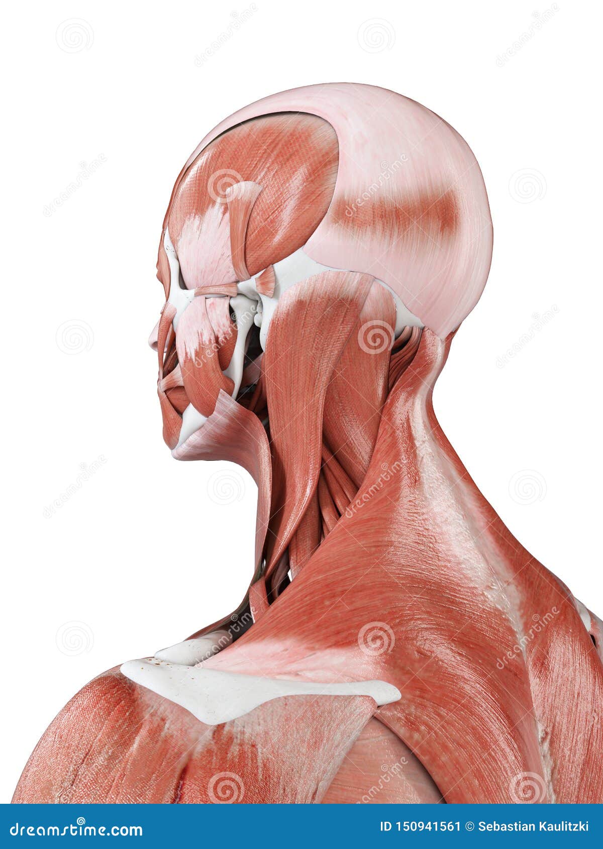 Head And Neck Muscles Labeled Anatomical Diagram, Facial Vector ...