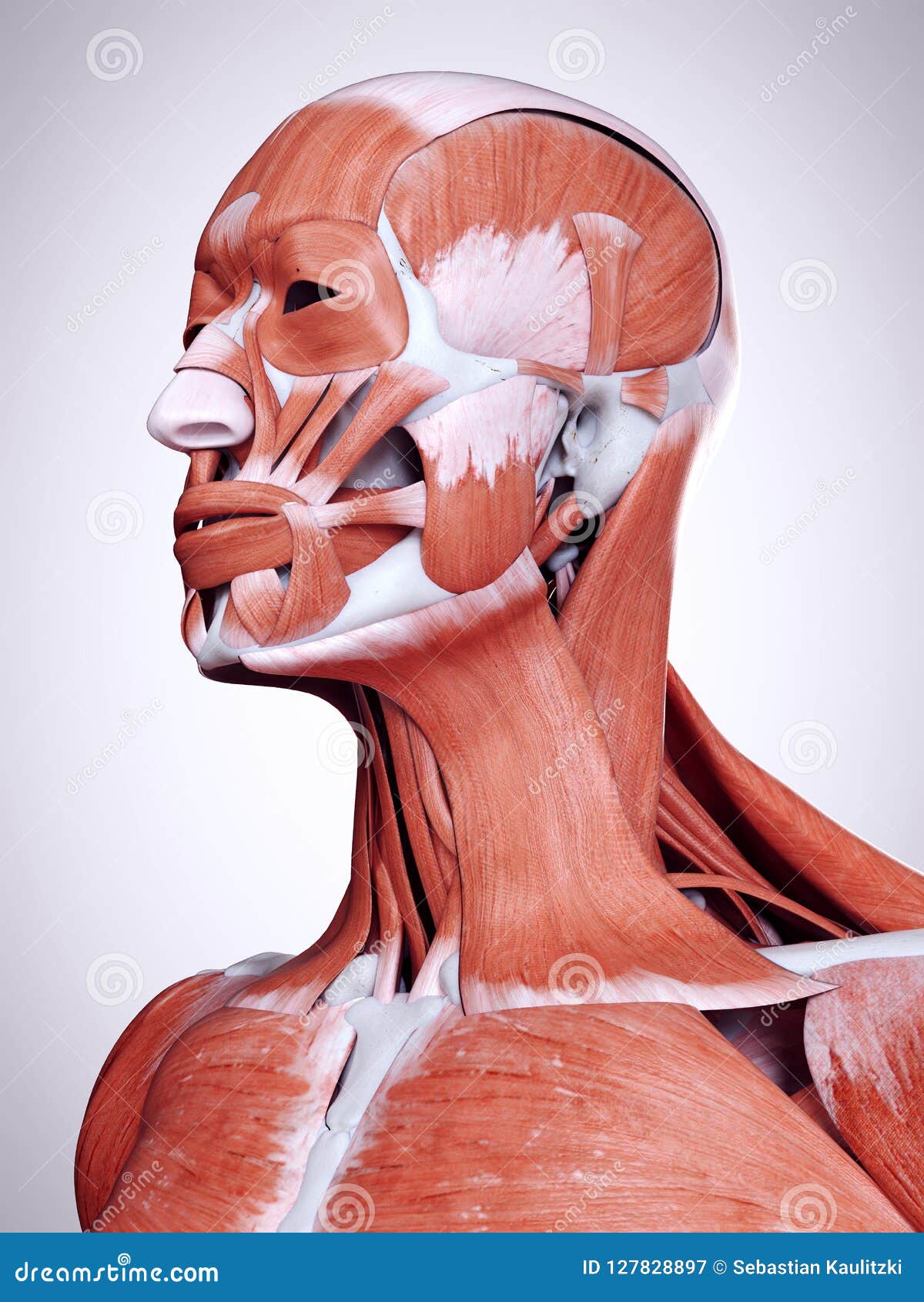 The head and neck muscles stock illustration. Illustration of anterior ...