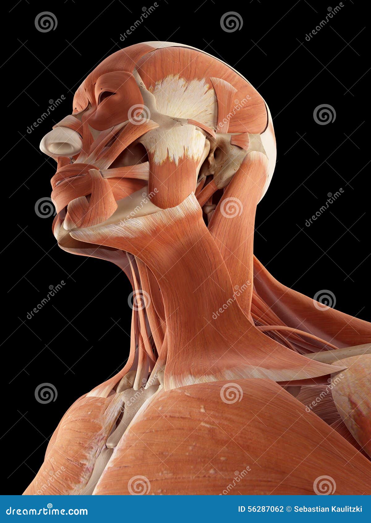 Neck Muscles Front View. Didactic Scheme Of Anatomy Of Human Muscular ...