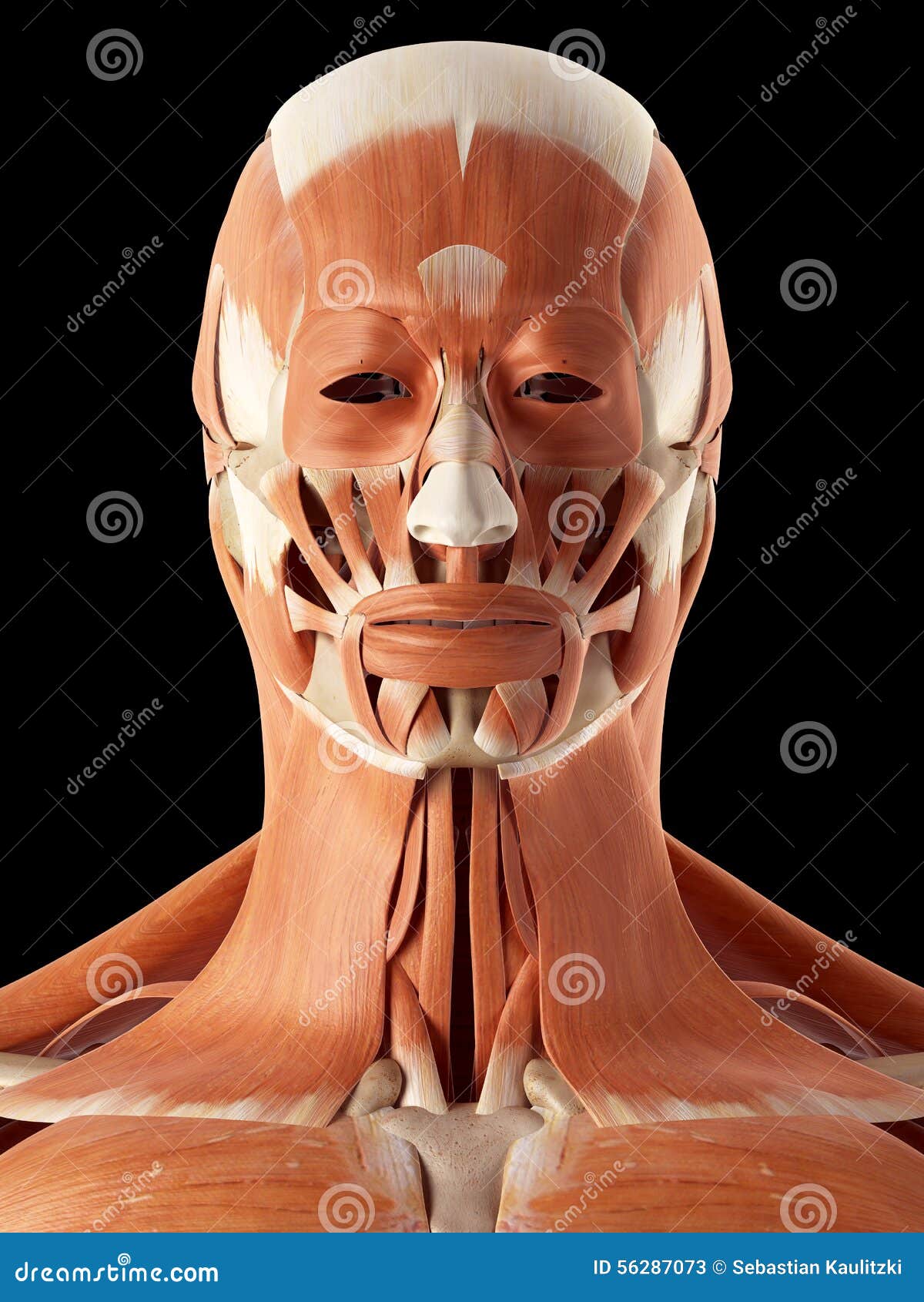 Neck Muscles Front View. Didactic Scheme Of Anatomy Of Human Muscular ...